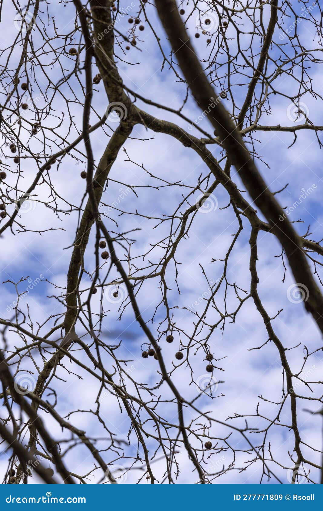 A Tall Sycamore Tree with Branches without Foliage Stock Image - Image ...
