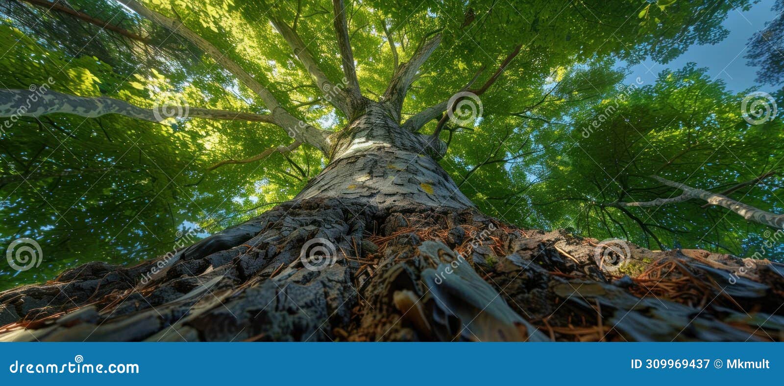 Tall Sycamore Tree in Forest Stock Image - Image of leaves, flora ...