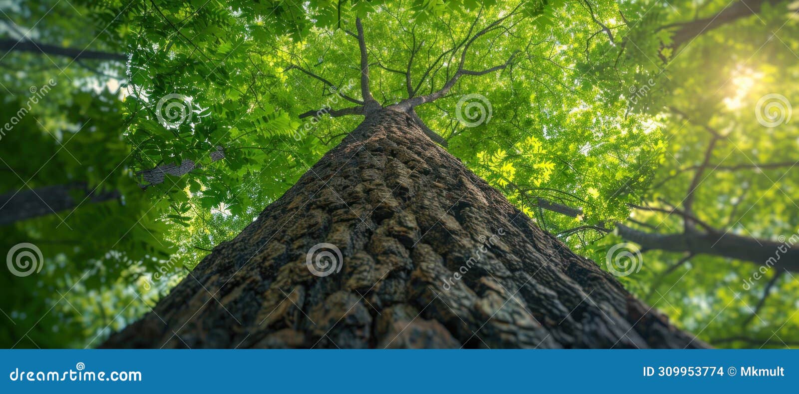 Tall Sycamore Tree in Forest Stock Photo - Image of leaves, outdoors ...