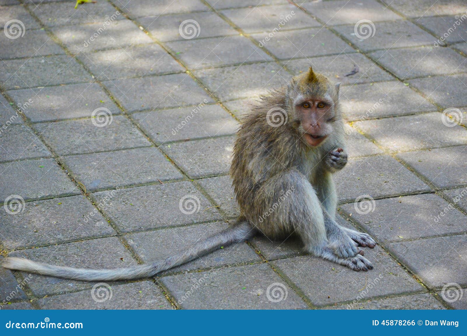 Tall Tail Monkey Photos - Free & Royalty-Free Stock Photos from Dreamstime