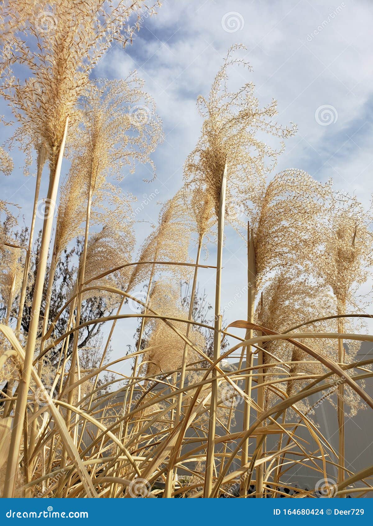 Tall Tan Grasses in Yard Landscaping Against the Clouded Sky Stock ...
