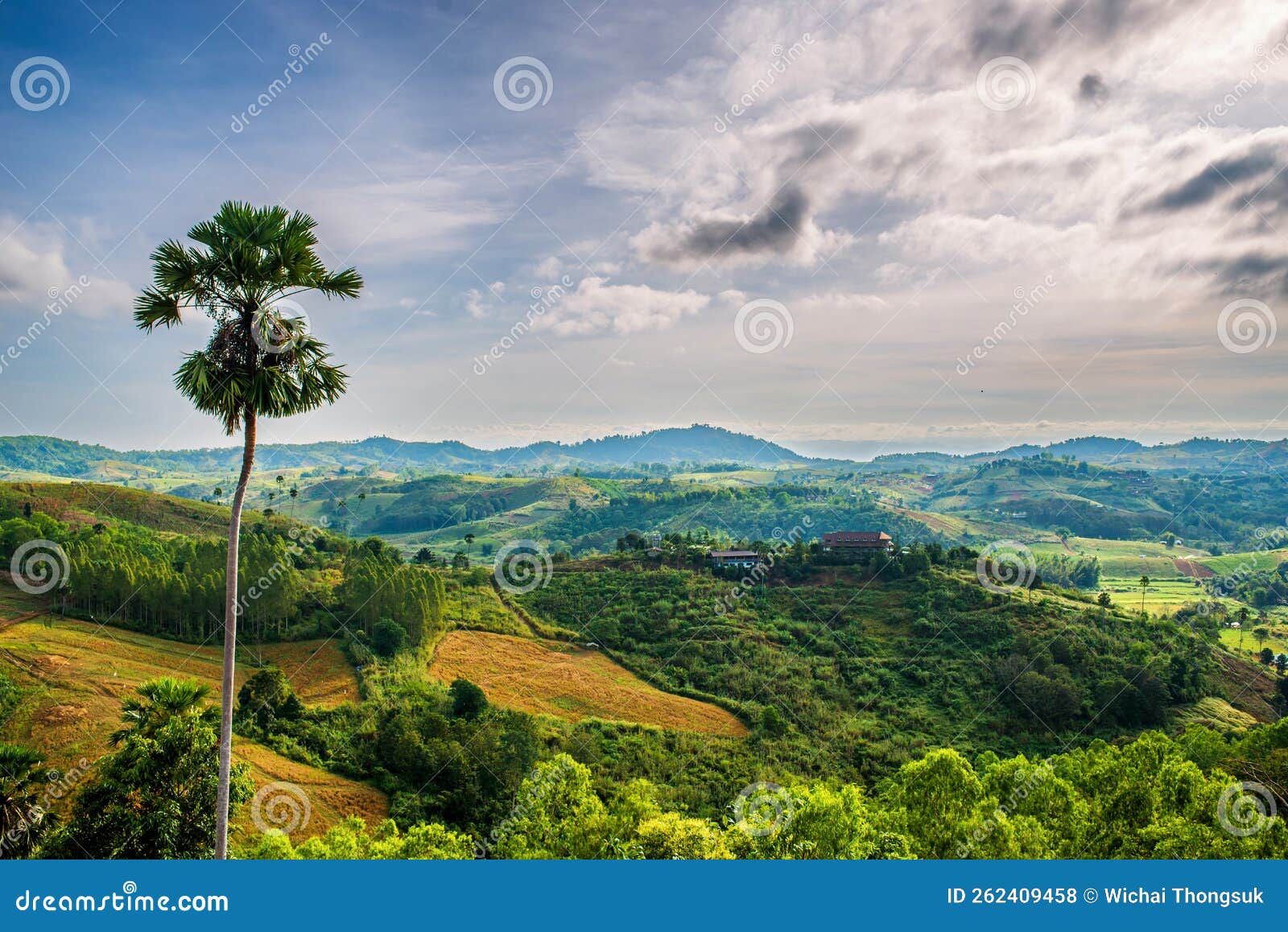 A Tall Tan Tree that Rises on a High Hill. Stock Photo - Image of ...