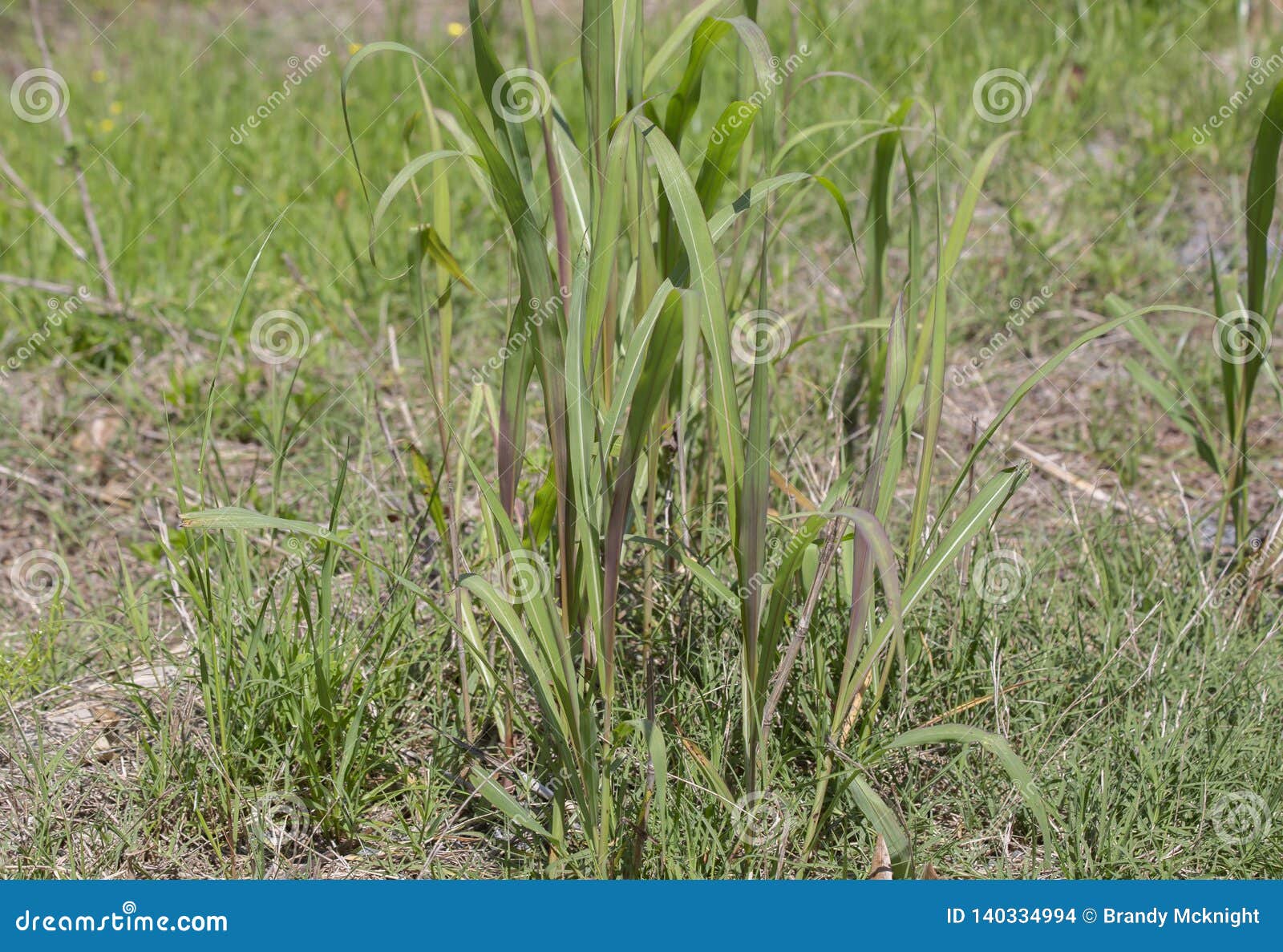 Tall Thick Grass stock photo. Image of growth, american - 140334994