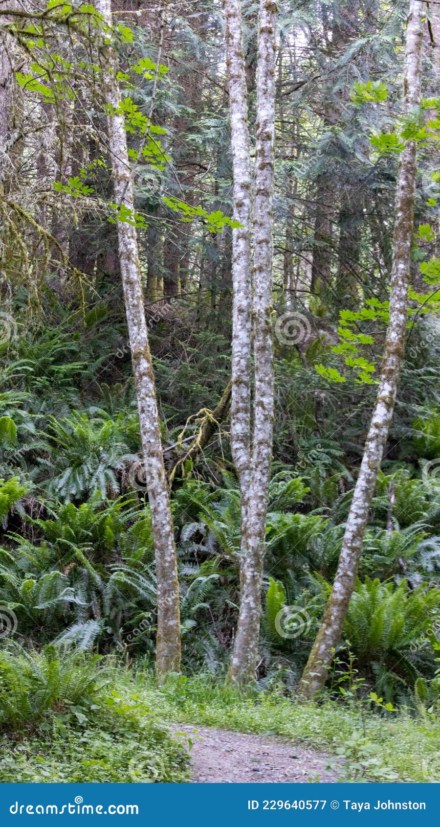 Tall Thin Birch Trees Close Together in Forest Stock Image - Image of ...