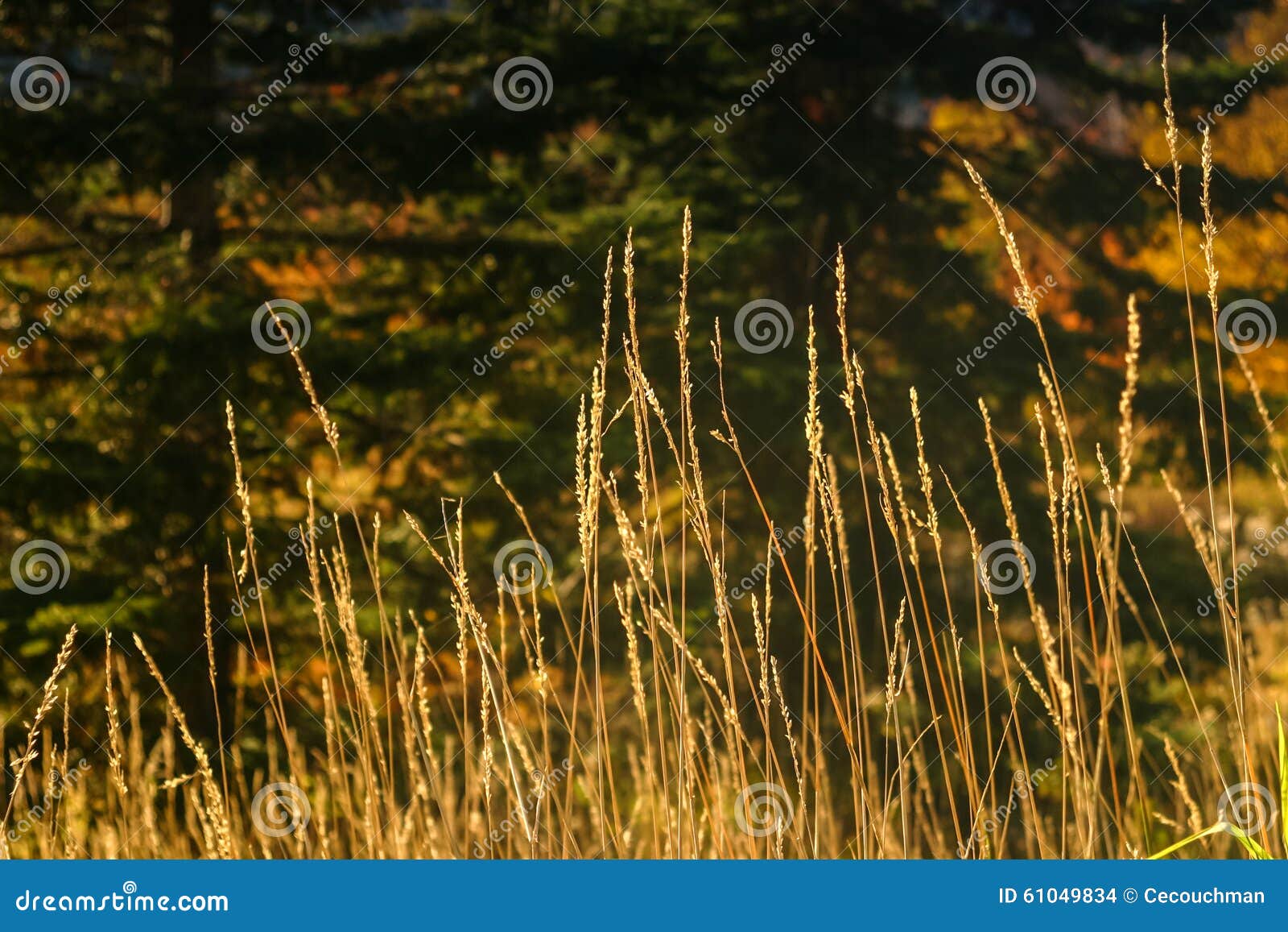 Tall, Thin Dried Grasses in Sunlight Stock Photo - Image of seedheads ...