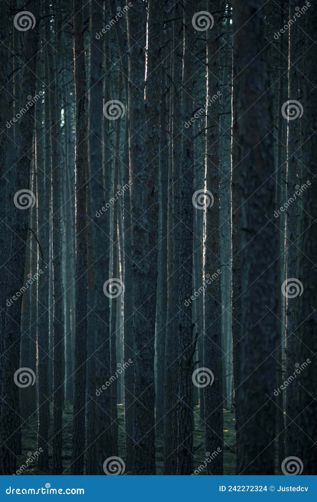 Tall Thin Pine Trees in a Dark Forest Stock Photo - Image of beautiful ...