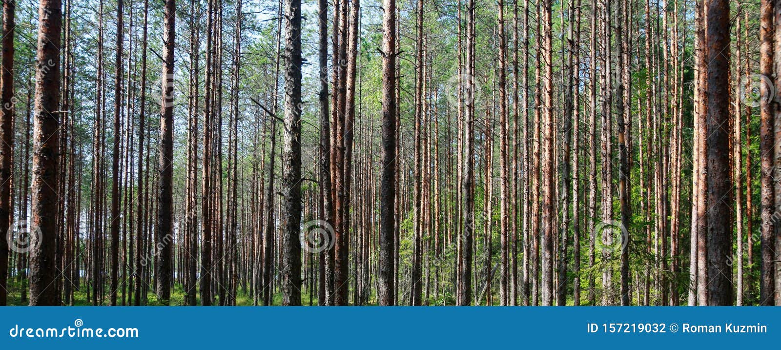 Tall Thin Pine Trees in Swampy Woods Stock Photo - Image of polesie ...