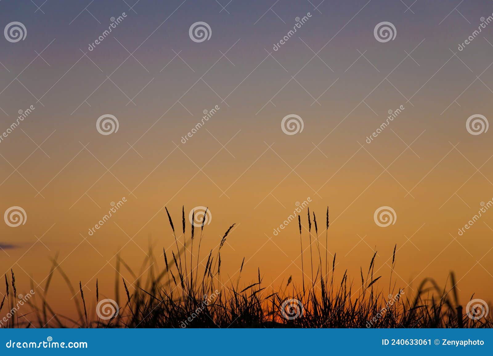 Tall Thin Plants in the Setting Red and Blue Sun, a Natural Background ...