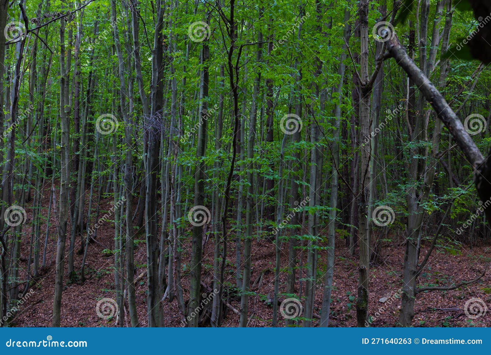 Tall and Thin Trees in the Forest in the Autumn. Carbon Neutrality ...