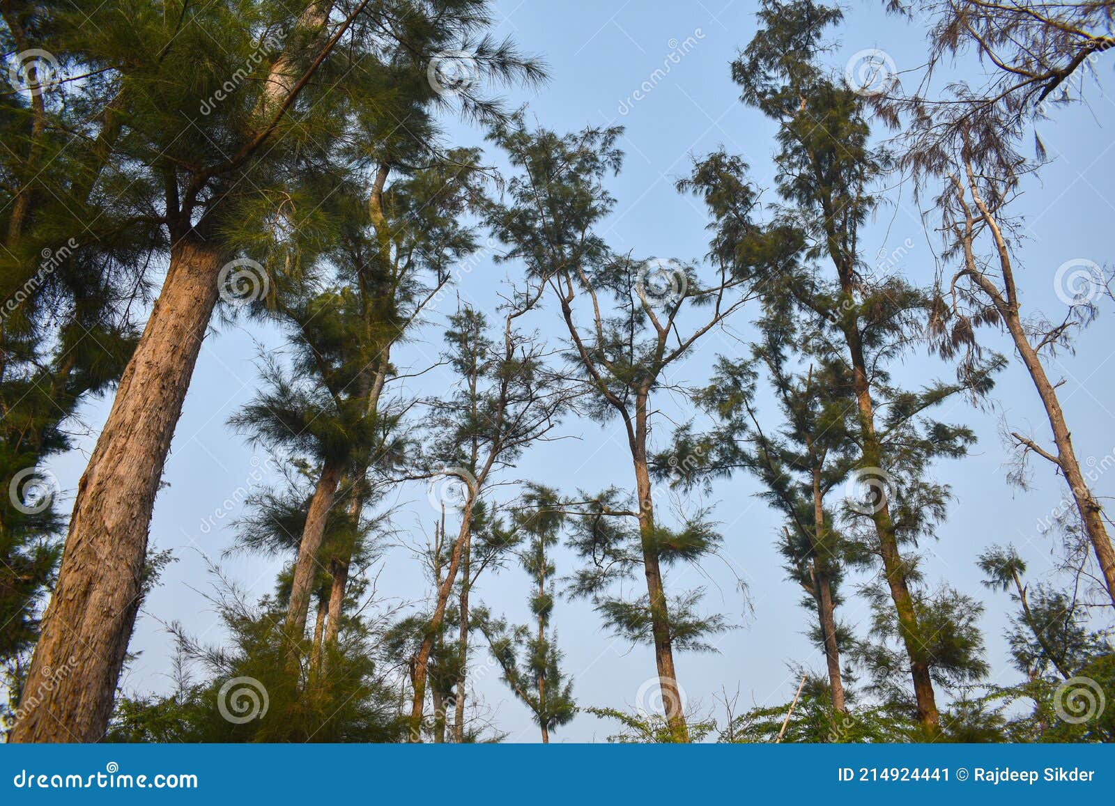 Tall and Thin Trees in a Forest. Stock Image - Image of outdoor, blue ...