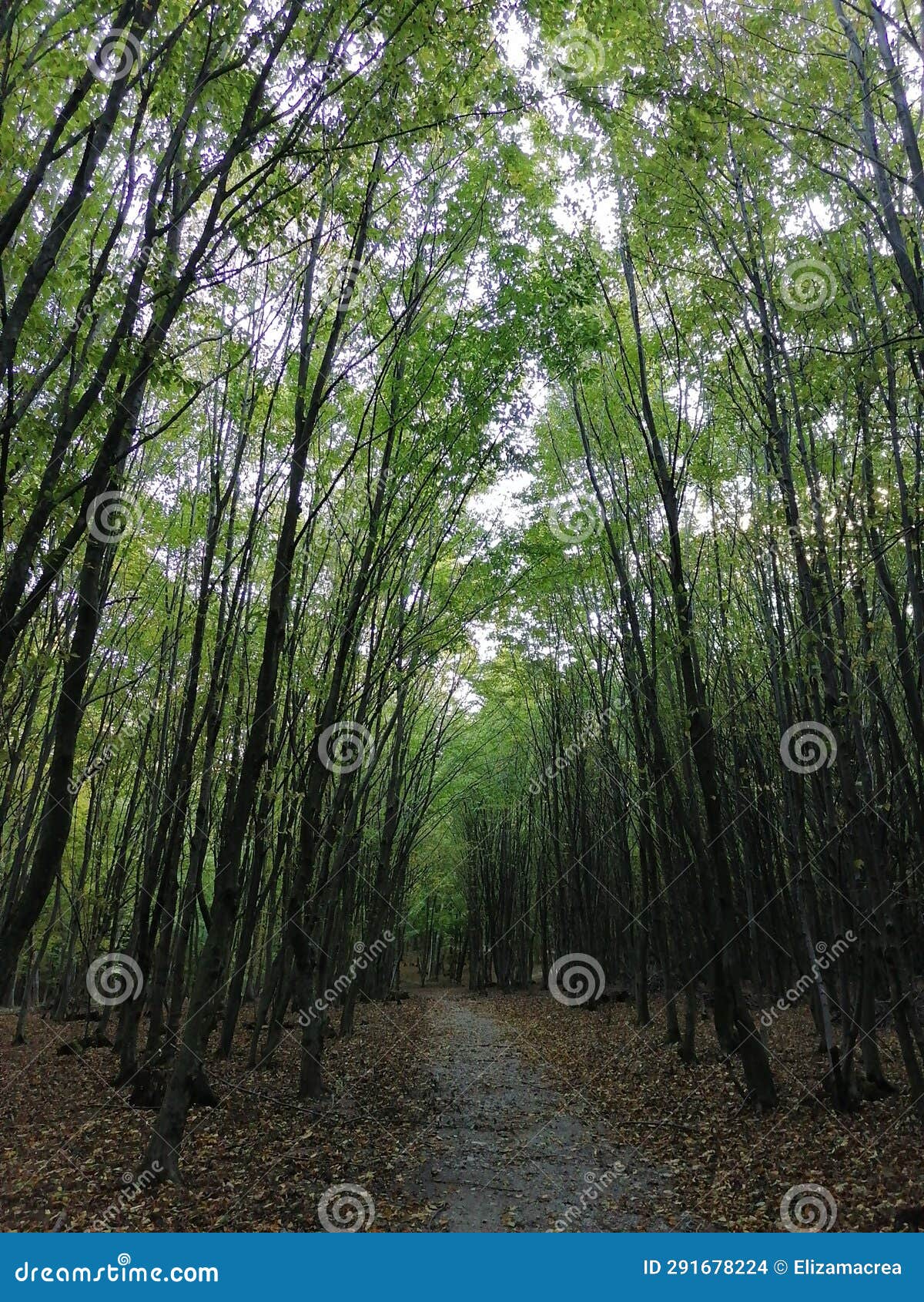Tall and Thin Trees in the Forest Stock Photo - Image of leafs, thin ...