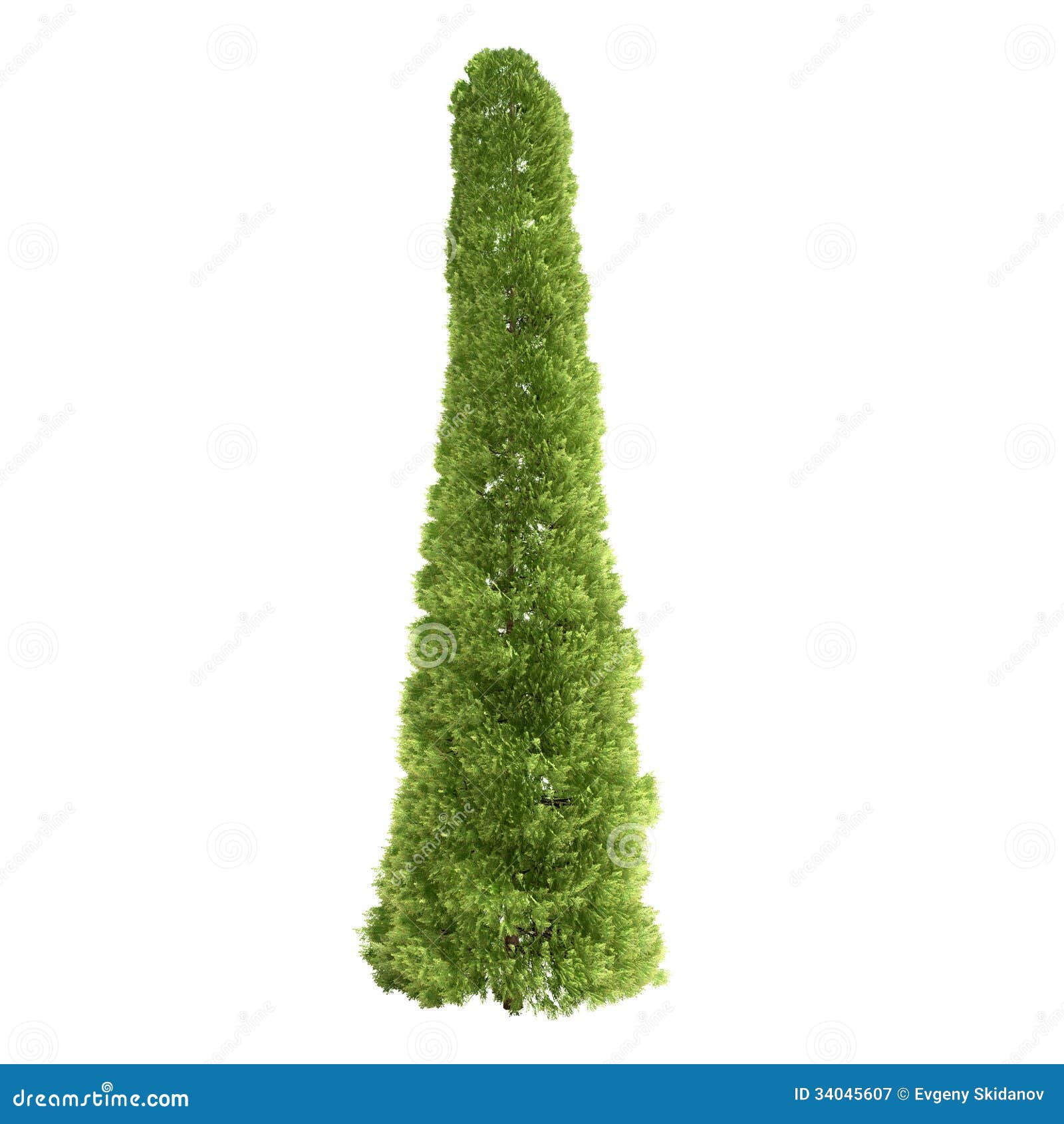 Thuja Tree Illustration, Drawing, Engraving, Ink, Line Art, Vector ...