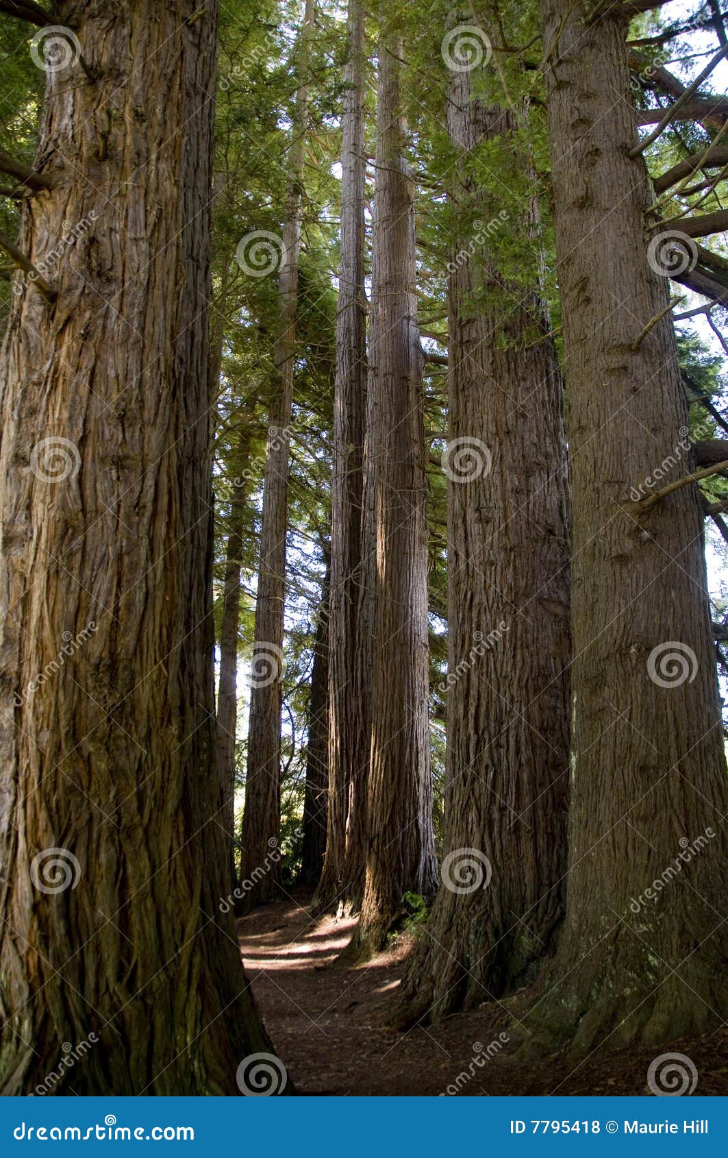 Tall Timbers stock photo. Image of rotorua, strong, timber - 7795418
