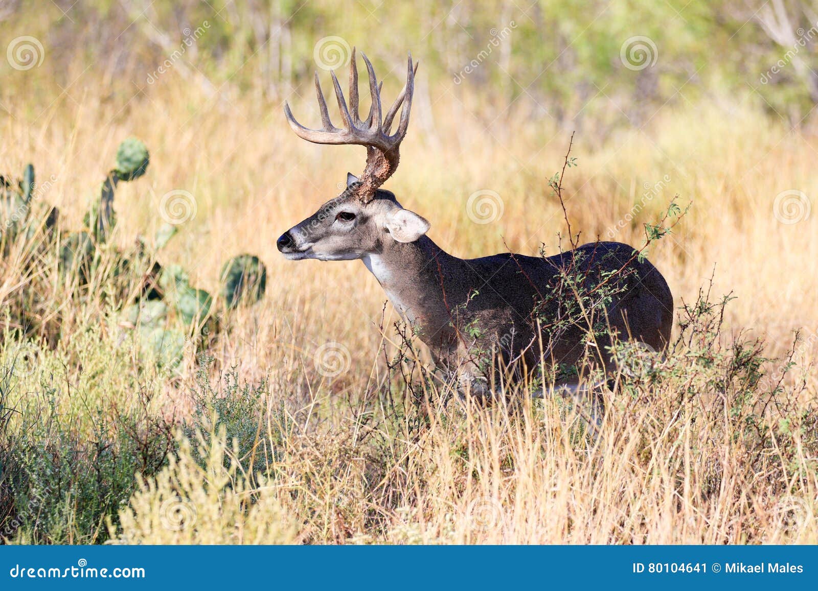 Tall tined whitetail buck stock image. Image of buck - 80104641