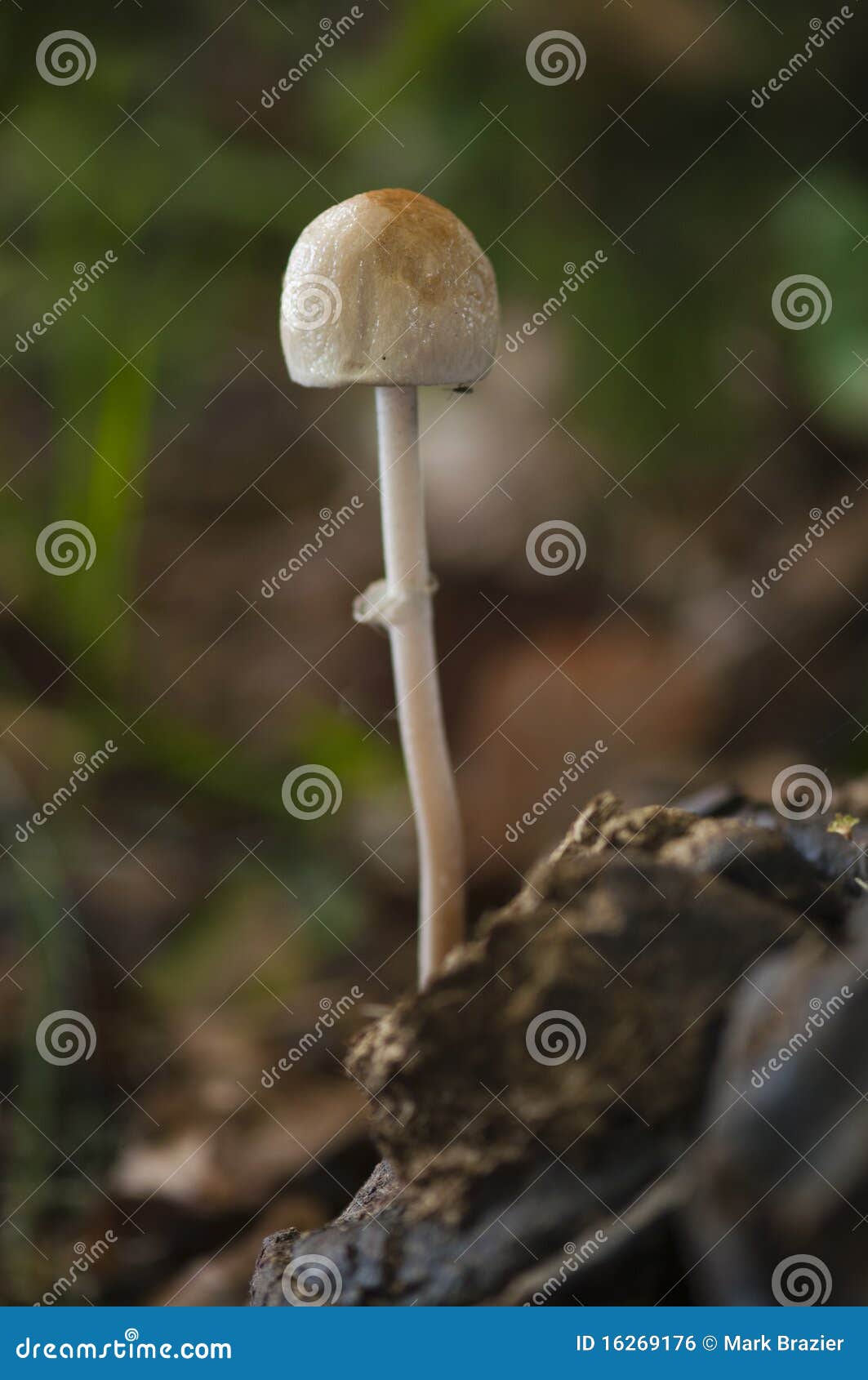 Tall Toadstool Reaching for the Skies Stock Photo - Image of natural ...