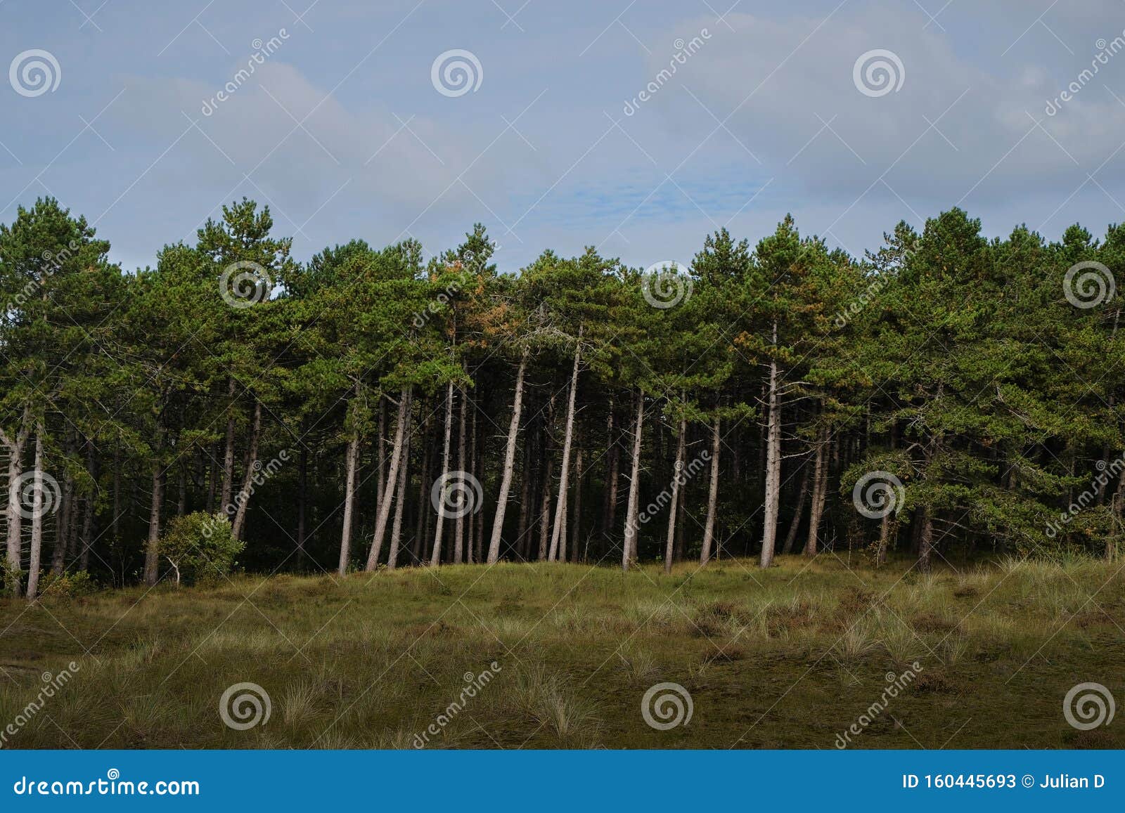 Pine Tree Forest Edge from a Distance Stock Image - Image of nature ...