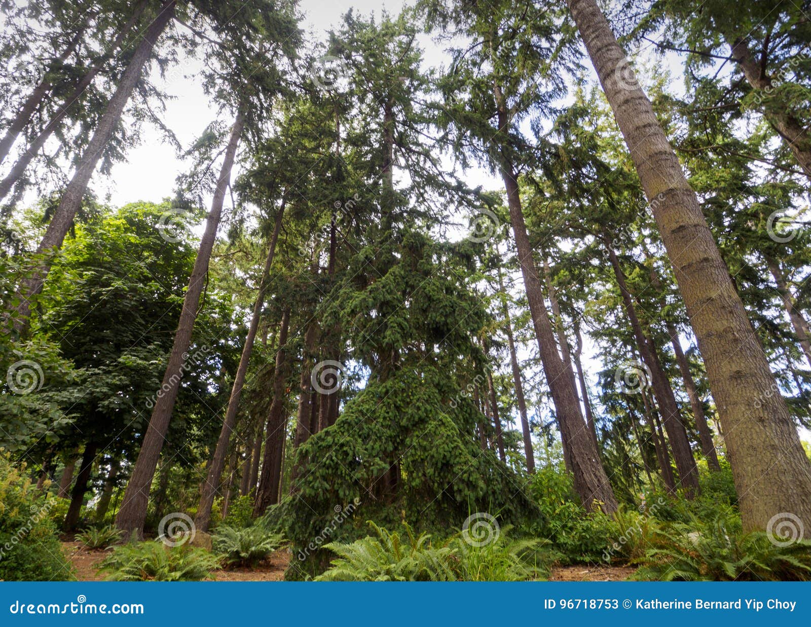 Tall Towering Trees in the Forest Stock Image - Image of trees ...