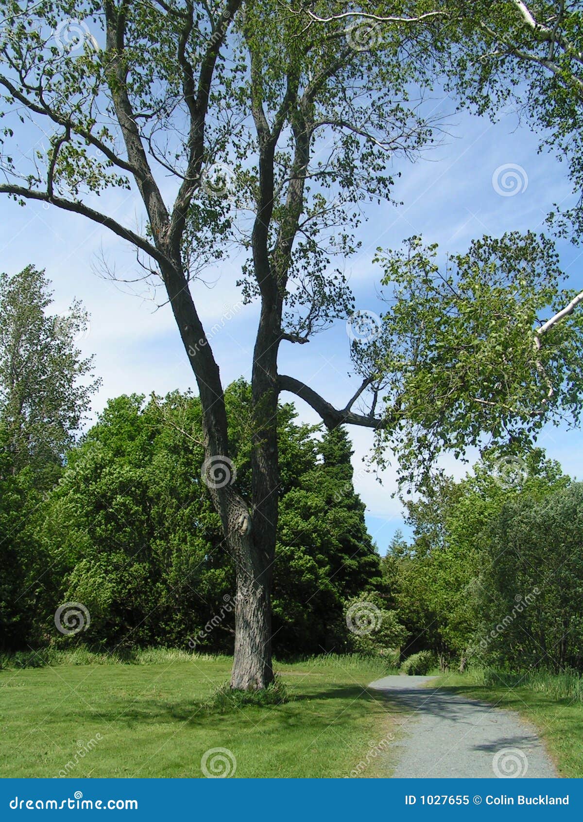 Tall Tree stock image. Image of tree, park, walkway, path - 1027655