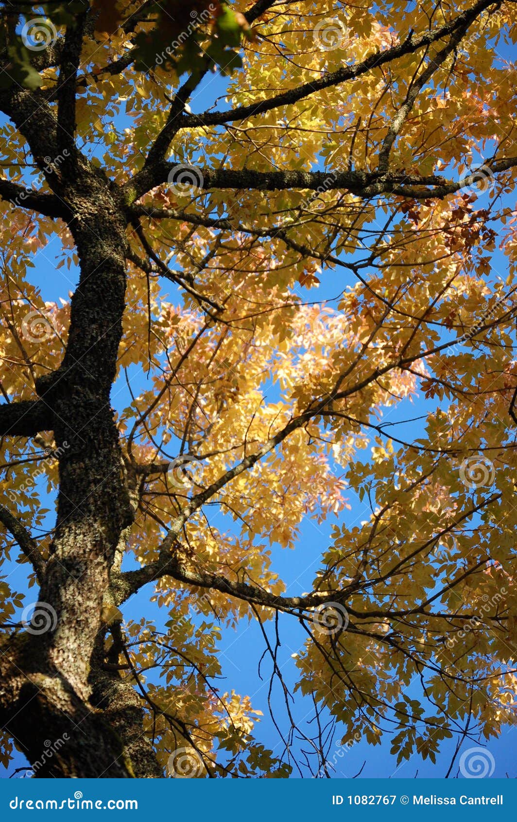 Tall tree stock image. Image of forest, gold, blue, woods - 1082767