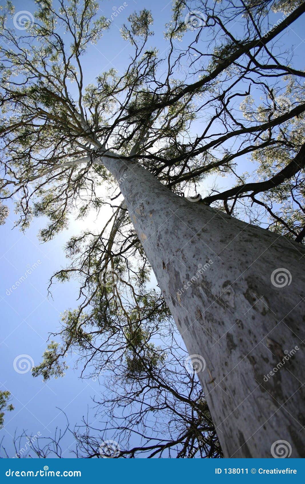 Tall Tree stock image. Image of leaves, tall, canopy, trunk - 138011