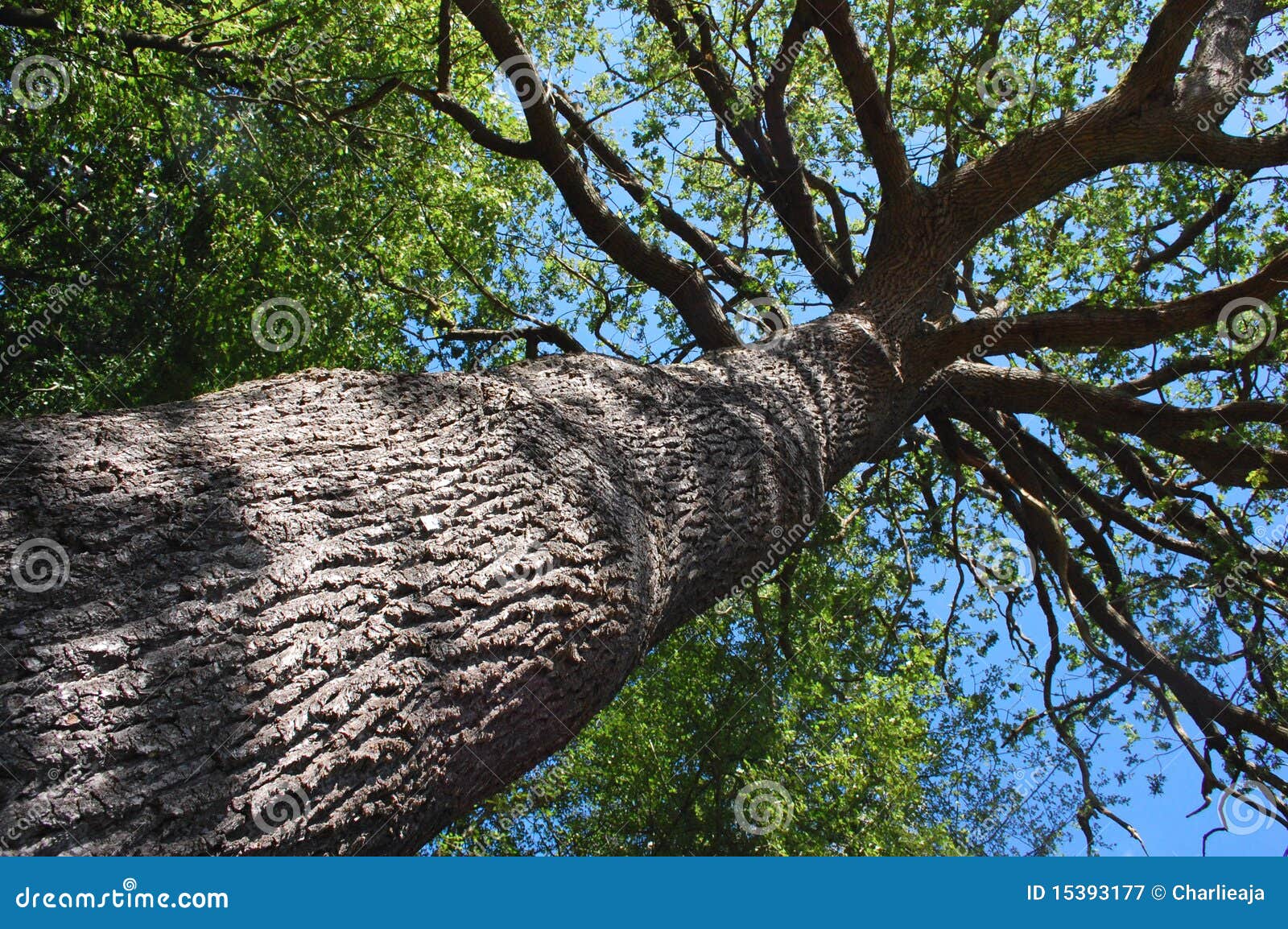 Tall tree stock image. Image of bark, trunk, branch, blue - 15393177
