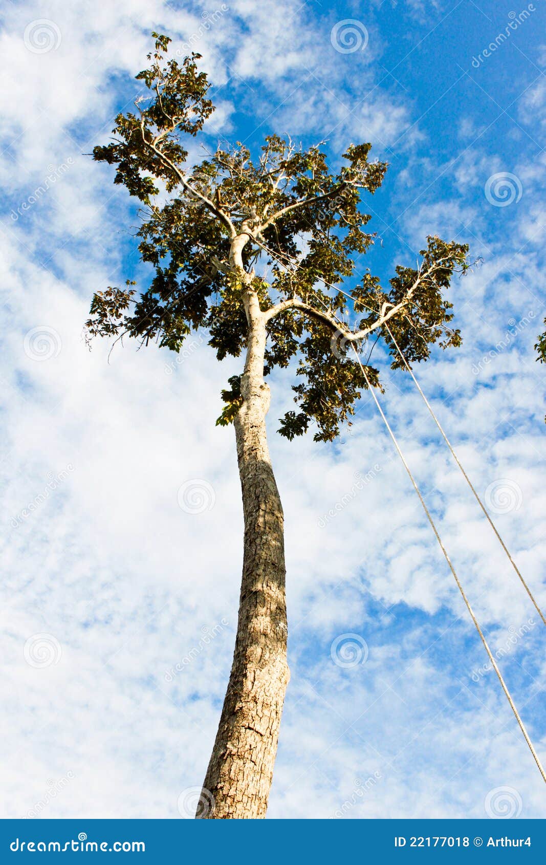 Tall Tree stock photo. Image of large, organic, season - 22177018