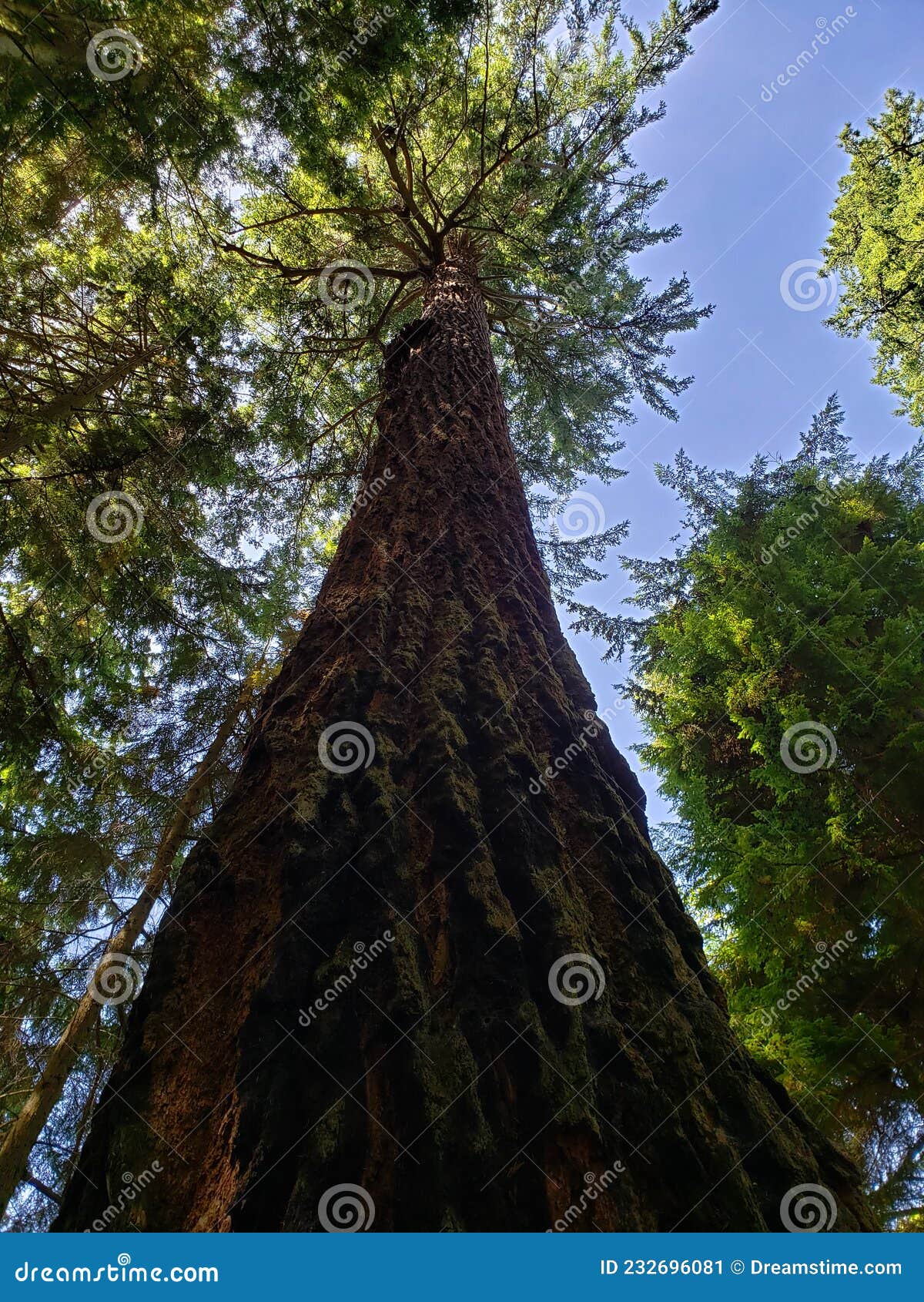 Tall tall tree stock image. Image of park, trunk, sunlight - 232696081