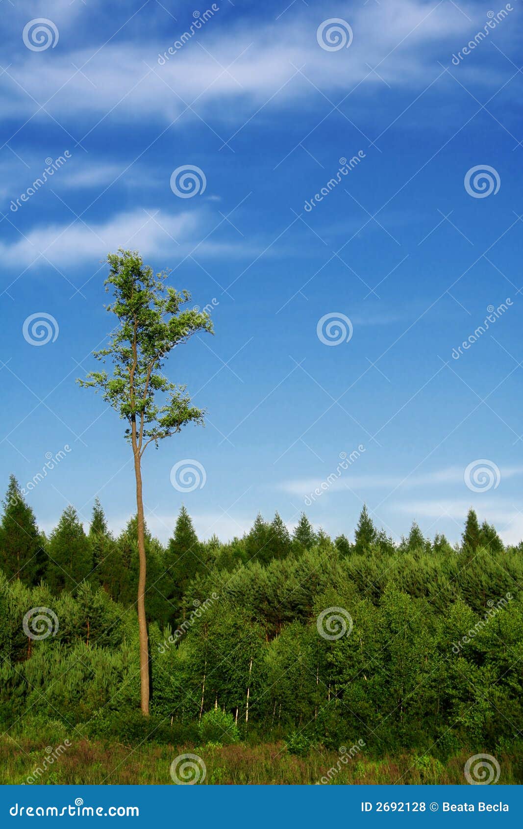 Tall tree stock photo. Image of forest, blue, prominent - 2692128