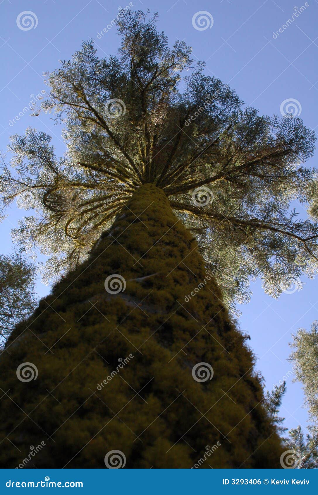 Tall Tree Picture. Image: 3293406
