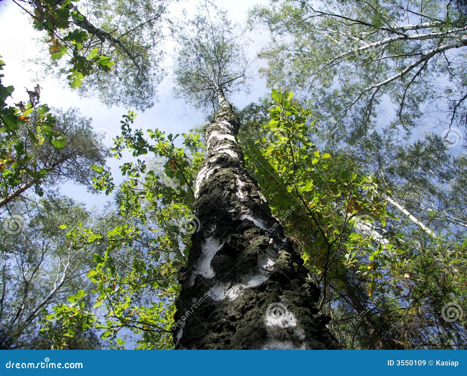 Tall Tree Picture. Image: 3550109