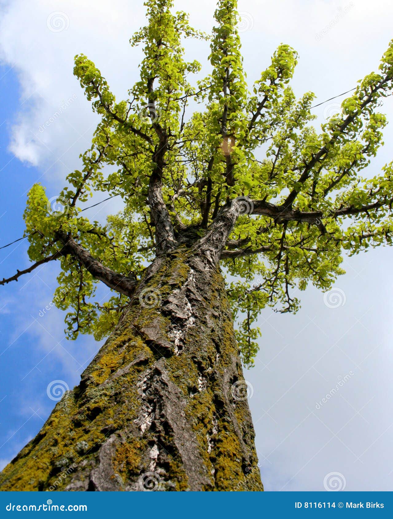 Tall tree stock photo. Image of forest, nature, bright - 8116114