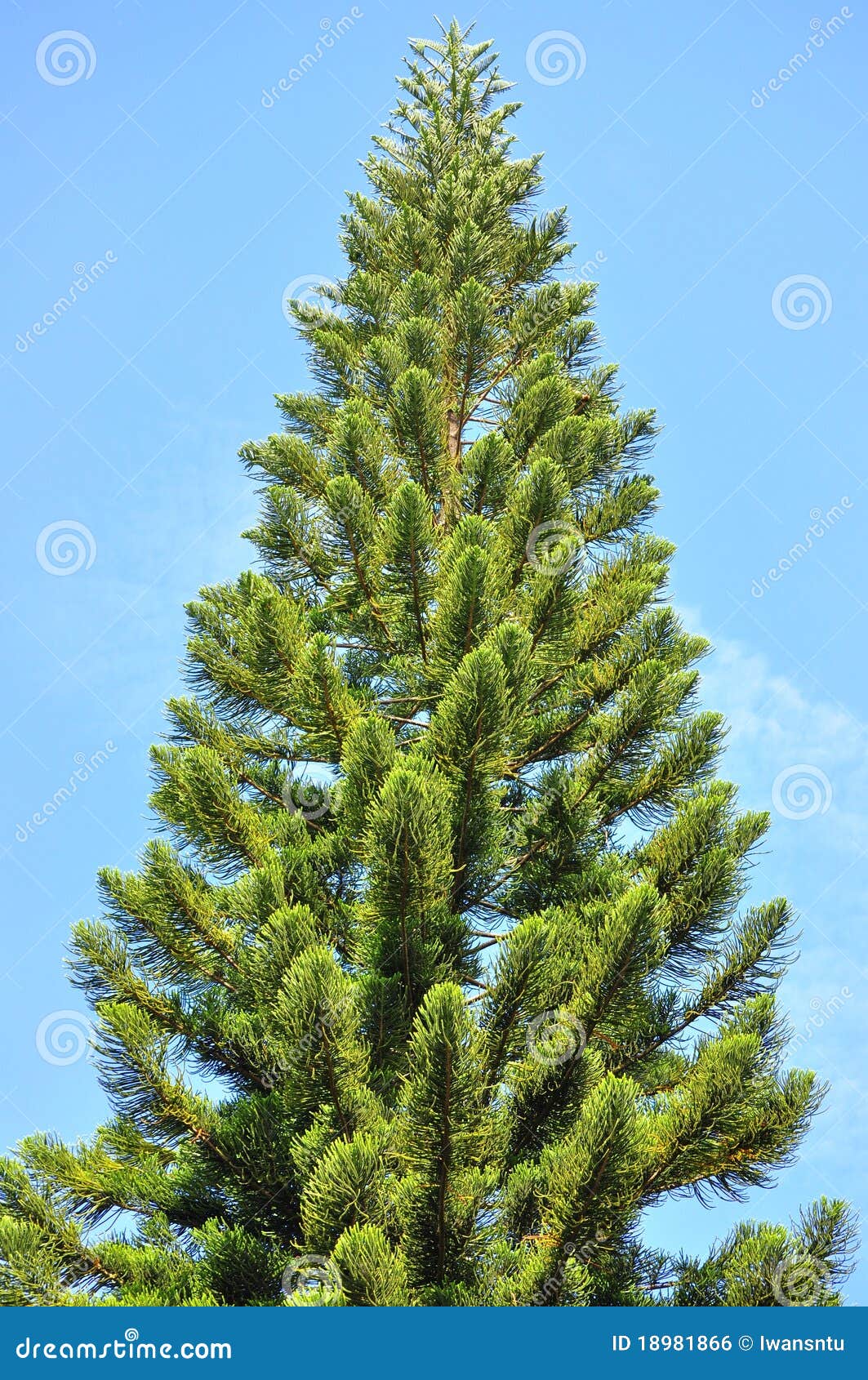 The Tall Tree Against Blue Sky Stock Photo - Image of nature, tall ...