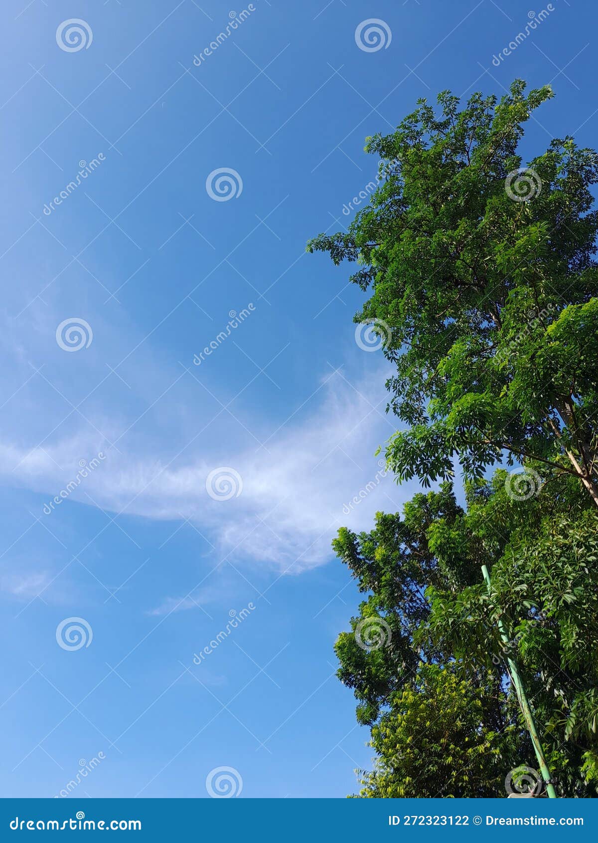 Tall Tree Against a Blue Sky Background Stock Photo - Image of blue ...