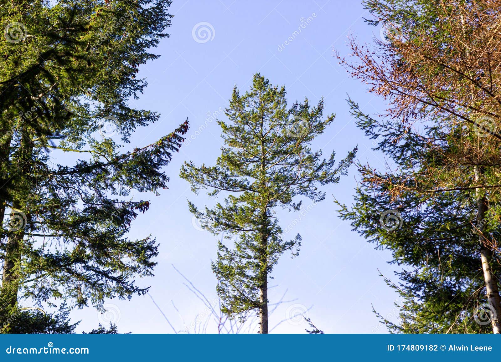 Tall Tree Against a Blue Sky in Tyrebagger Forest Stock Photo - Image ...