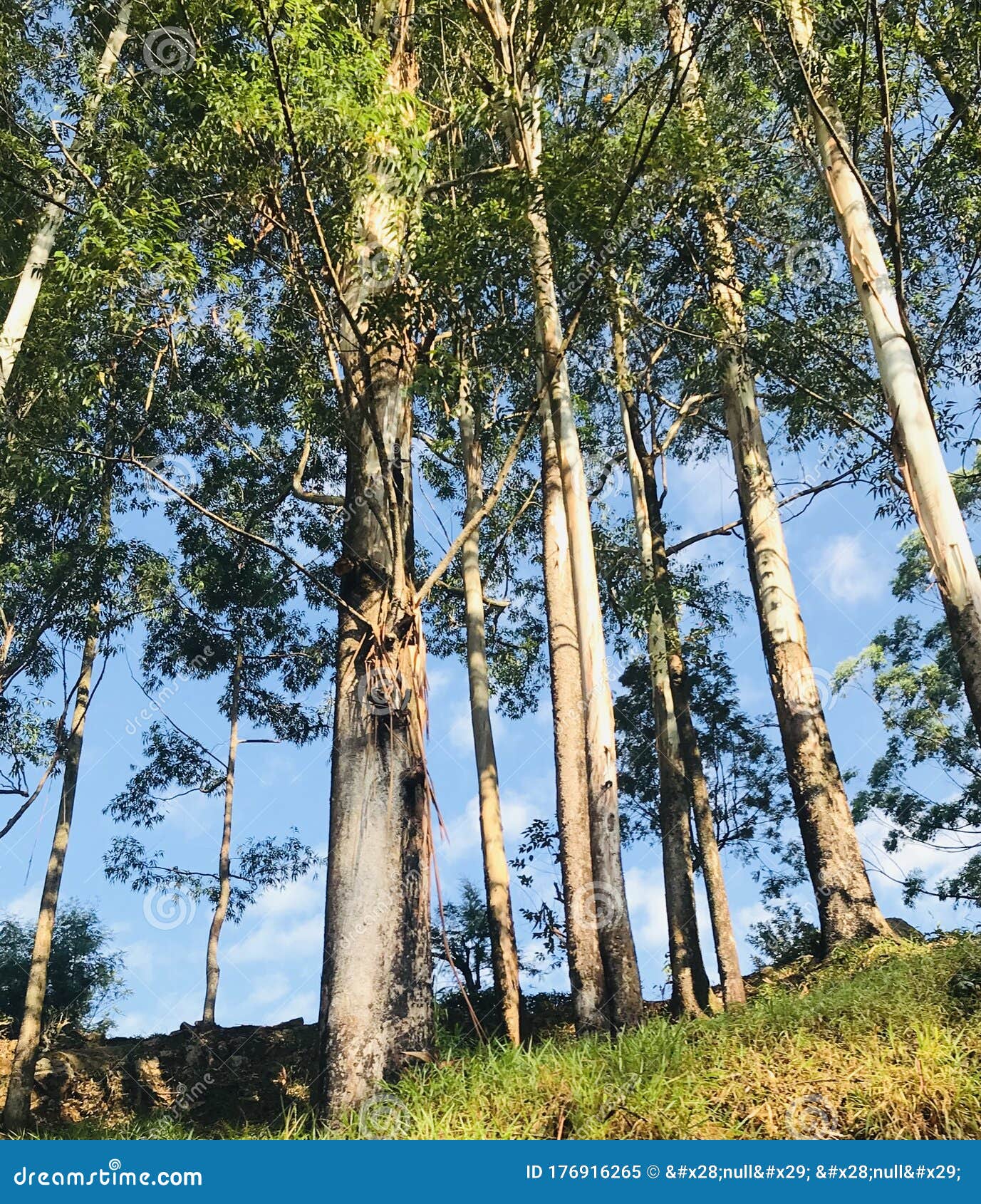 A Tall Tree in a Beautiful Forest Stock Image - Image of tall, forest ...
