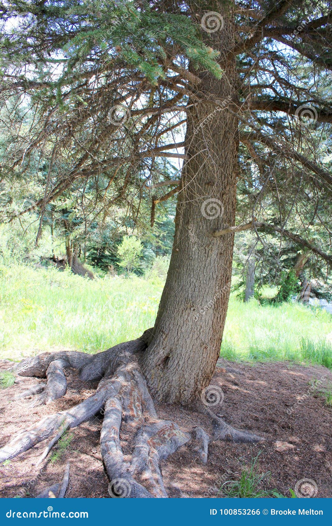 Tall tree with big roots stock photo. Image of travel - 100853266