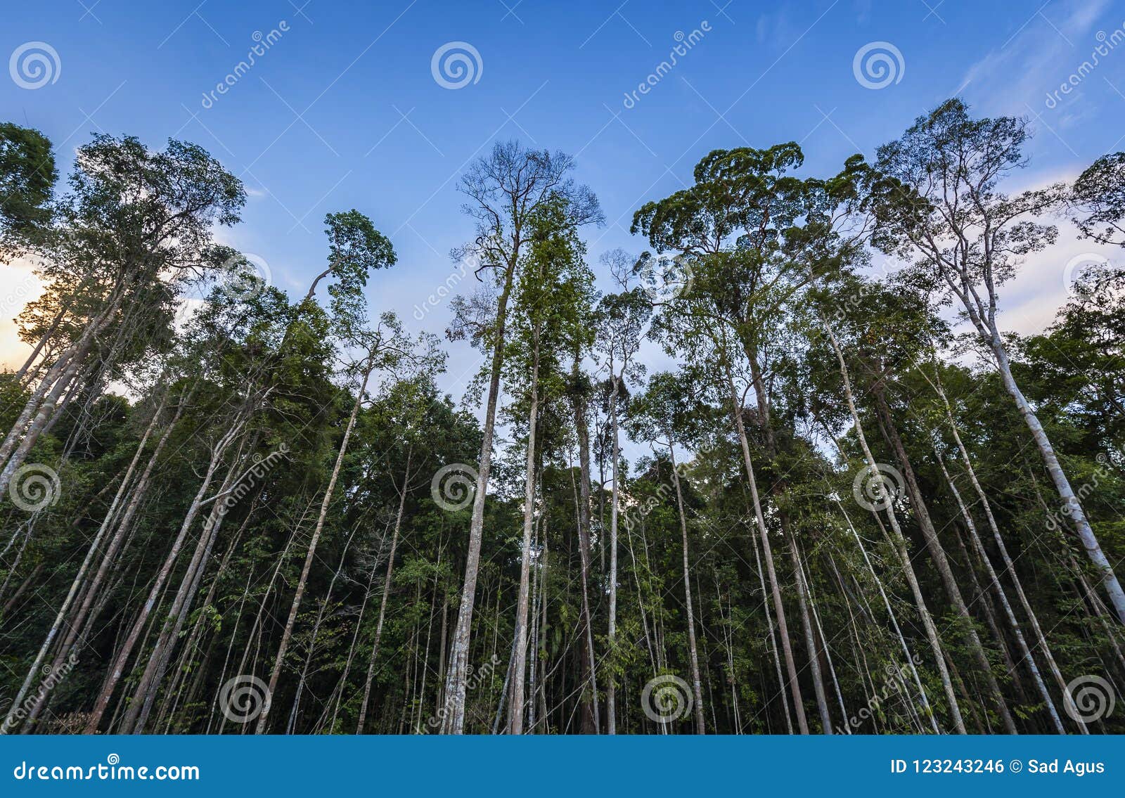 Borneo Rain Forest, Moss Covered Roots Branchs In The Jungle Of Kubah ...