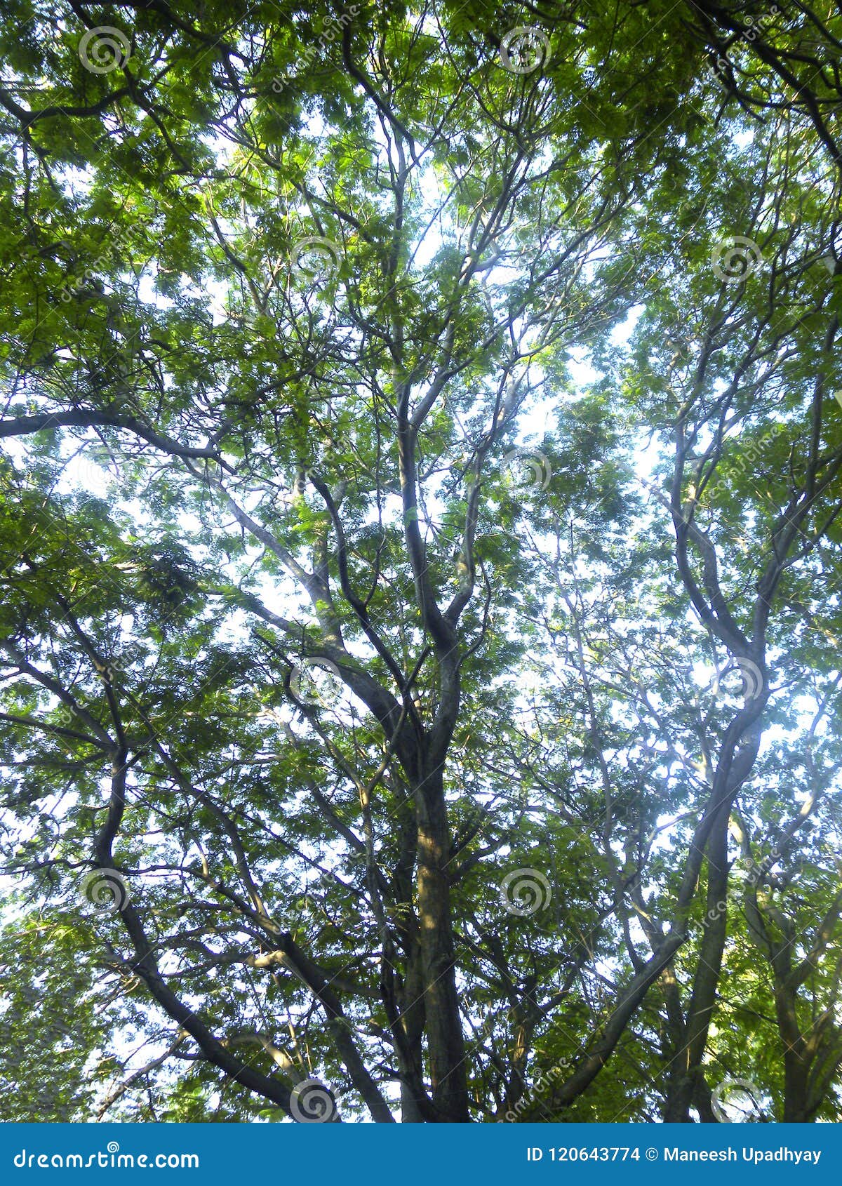 Tall tree with branches stock photo. Image of freshness - 120643774