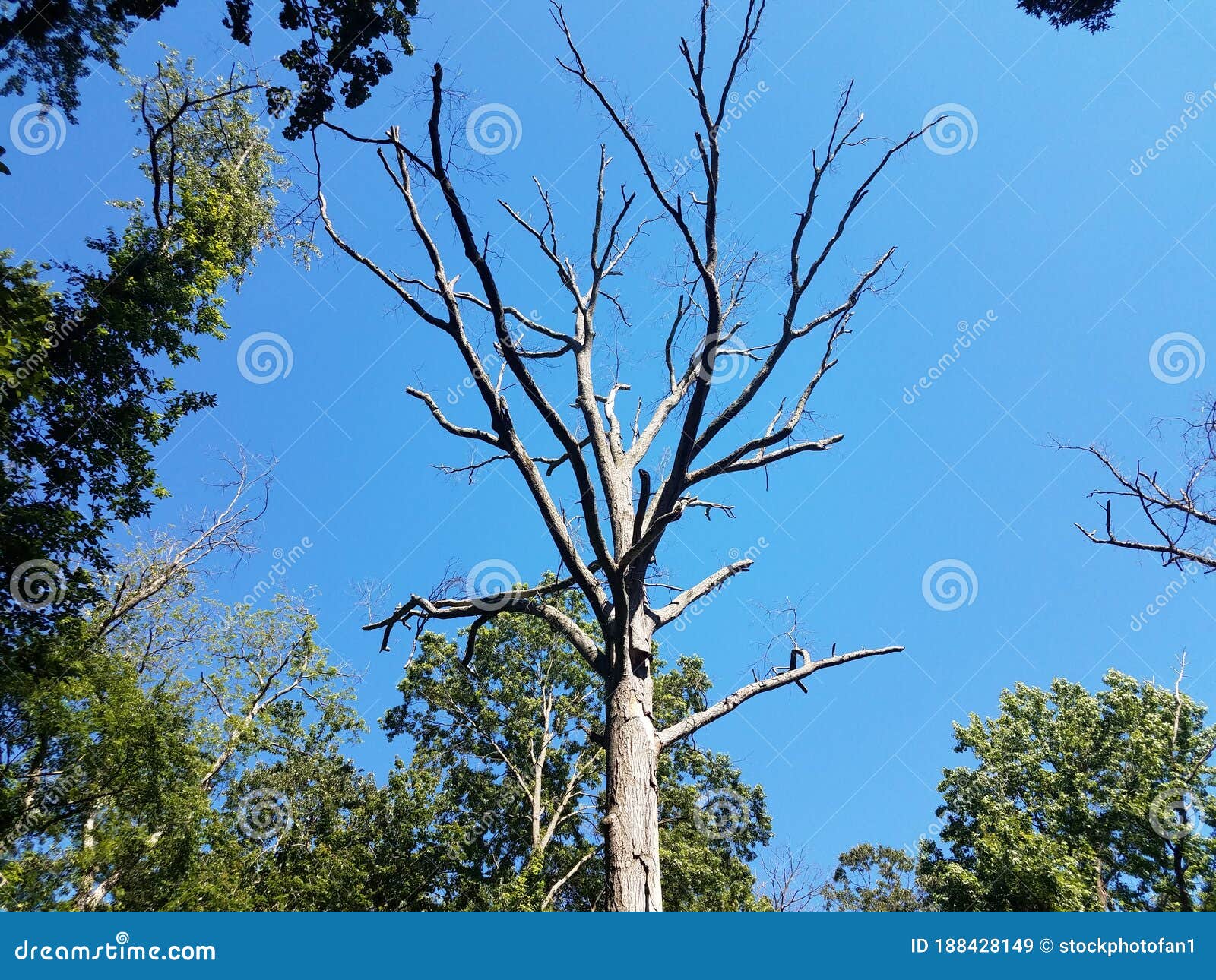 Tall Tree with Branches and No Leaves in Forest Stock Image - Image of ...