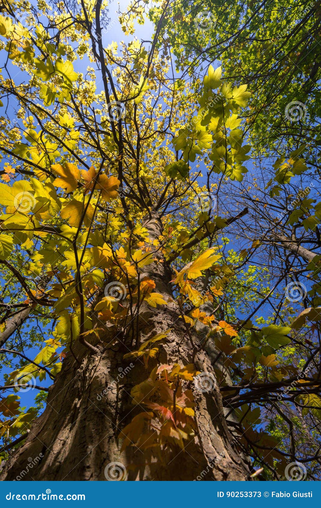 Tall Tree with Branches in Spring from Below with Blue Sky Stock Image ...