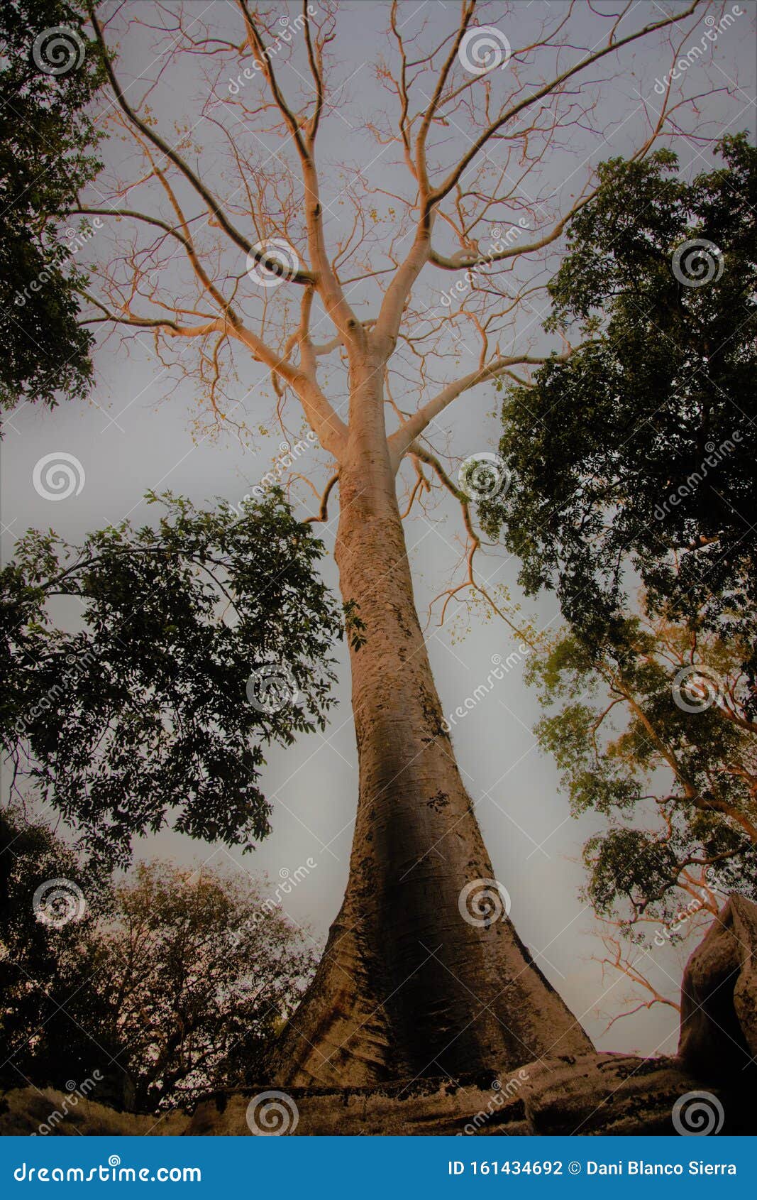 Tall Tree of the Cambodian Jungle in Angkor Wat Stock Photo - Image of ...