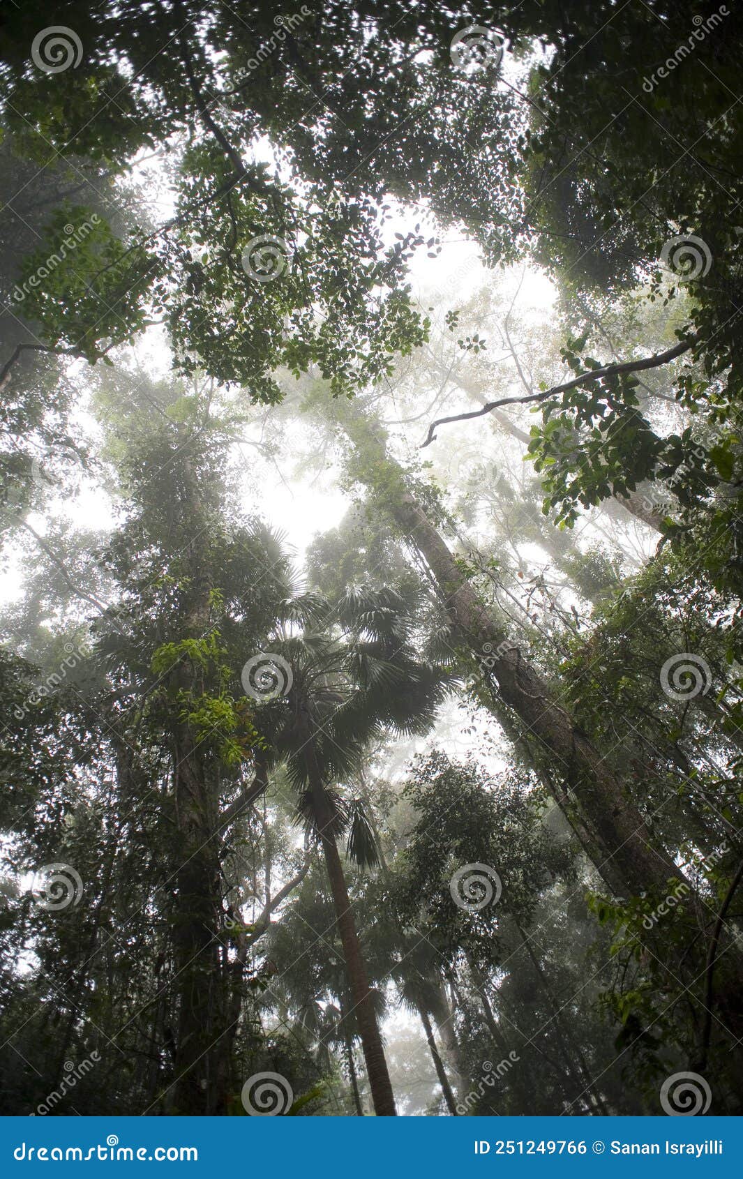 Tall Tree Canopy in a Rain Forest Stock Photo - Image of trees, canopy ...