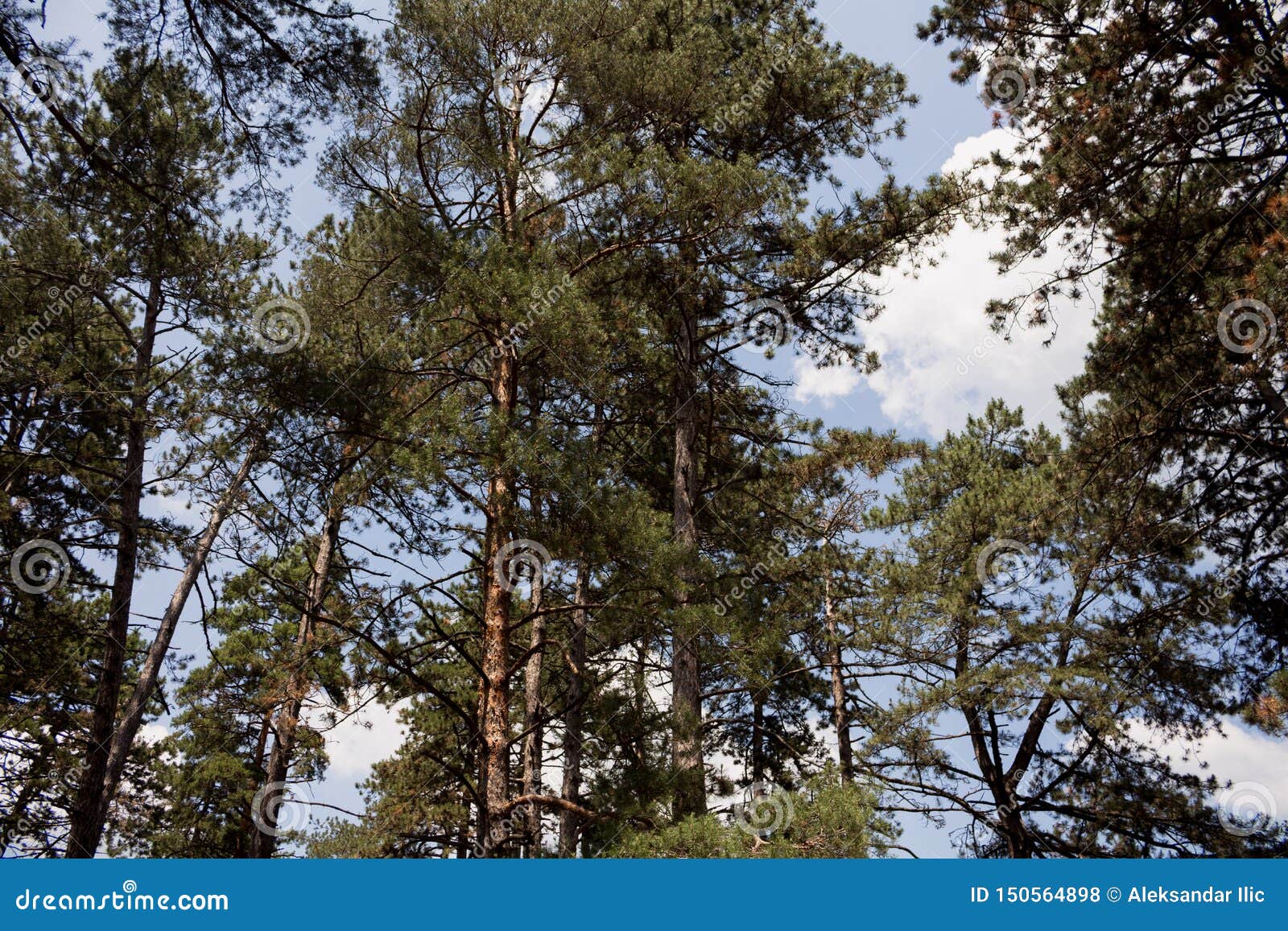 Tall Tree Canopy in the Woods. Nature Preservation Concept Stock Photo ...