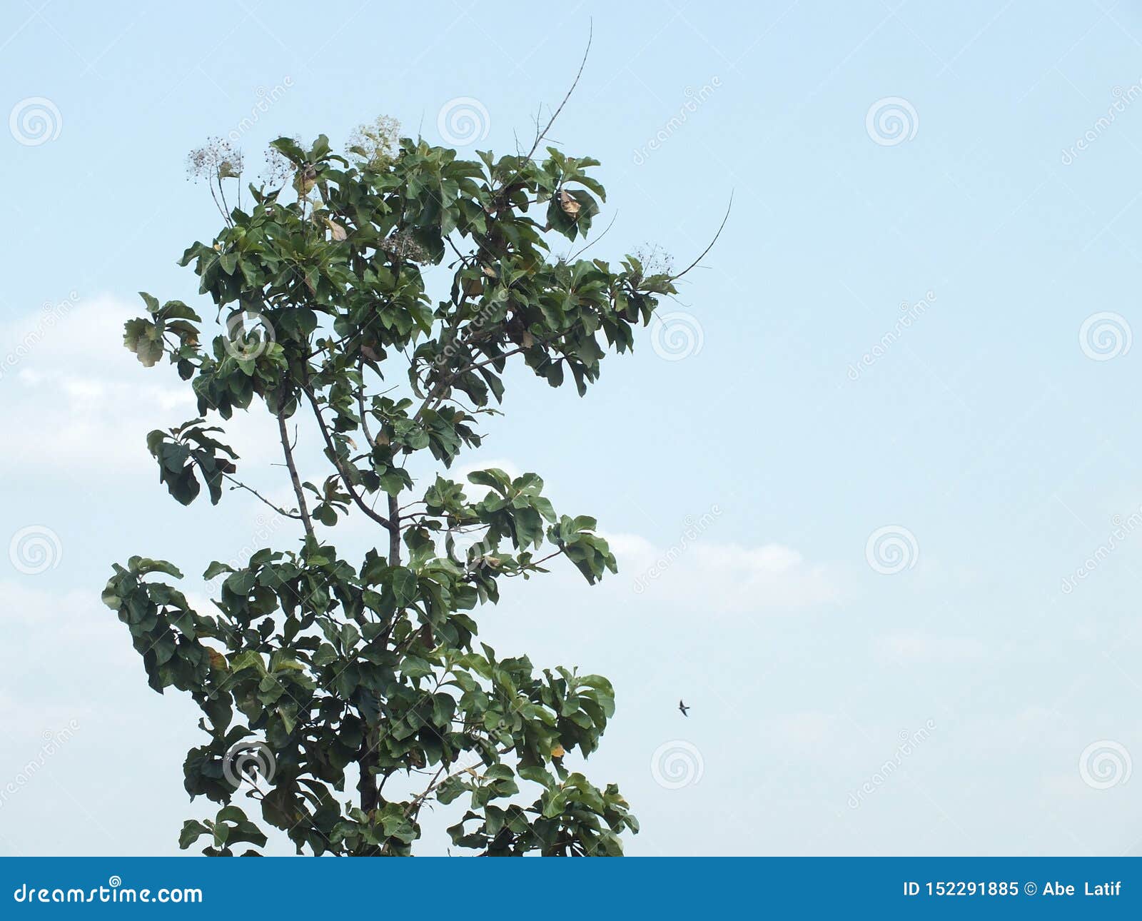 Tall Tree, Central Java Indonesia Stock Image - Image of leaf, birch ...
