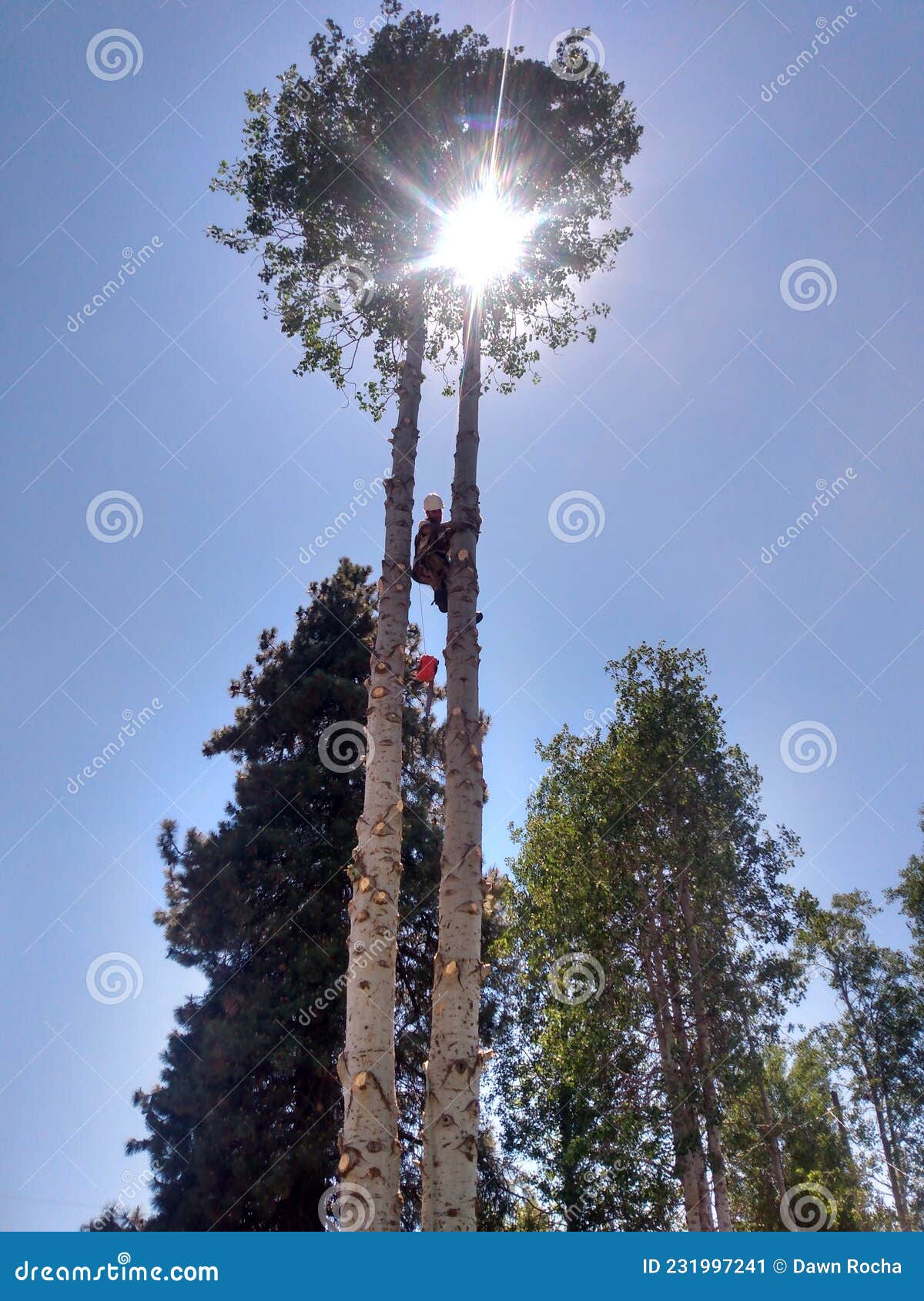 Tall Tree Climbing Man editorial photo. Image of streetlight - 231997241