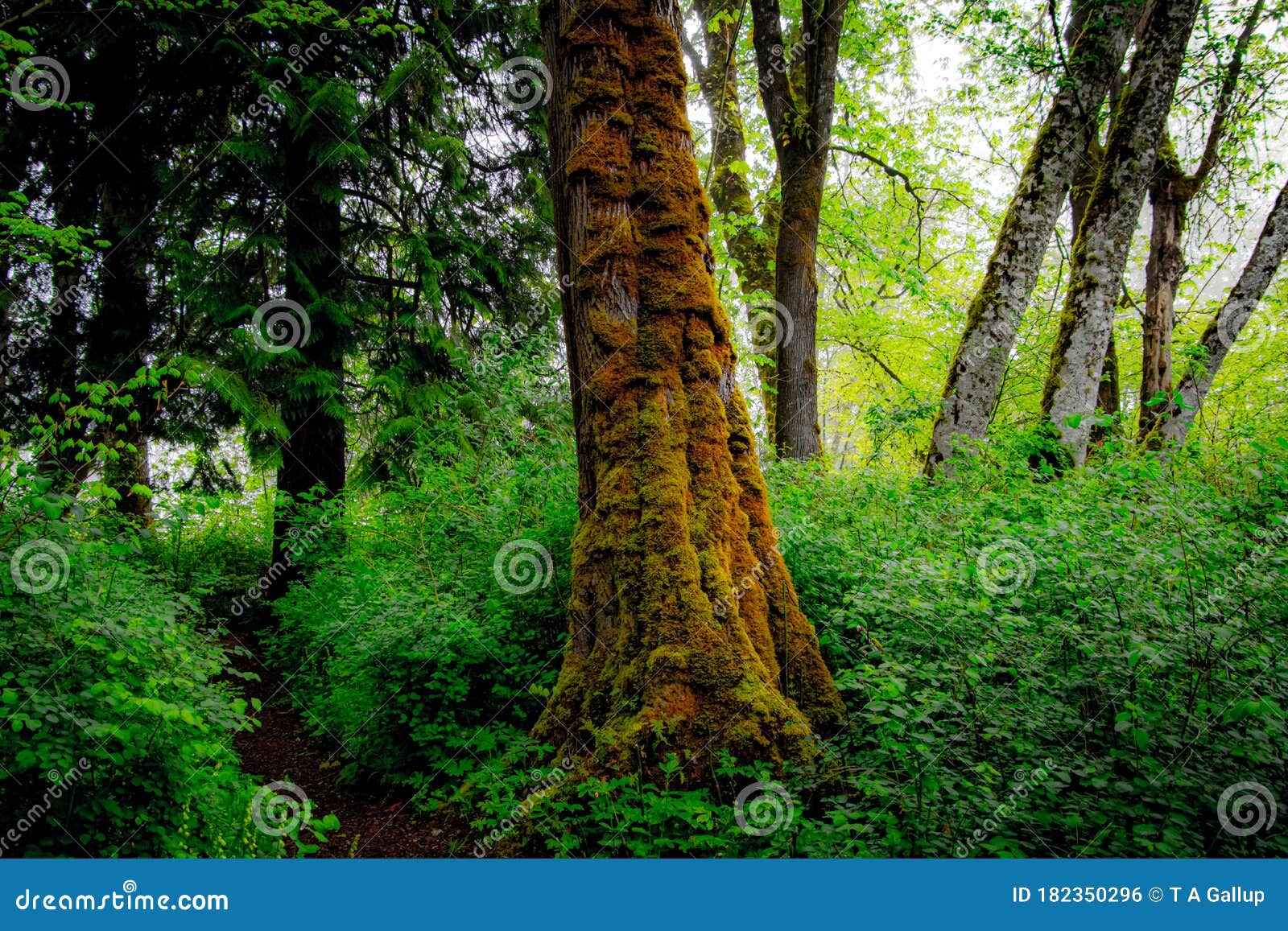 Tall Tree Covered in Moss Surrounded by Low-lying Vegetation Stock ...