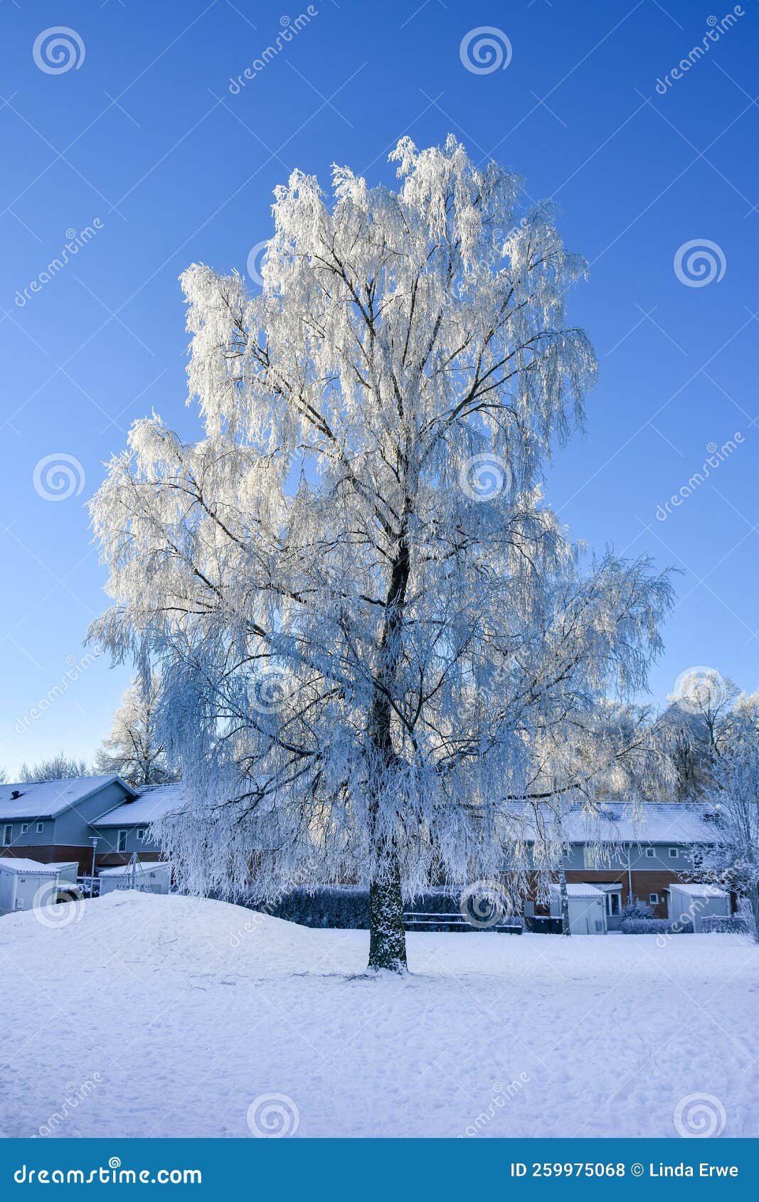 A Tall Tree Covered in Snow Stock Photo - Image of snow, seasonal ...