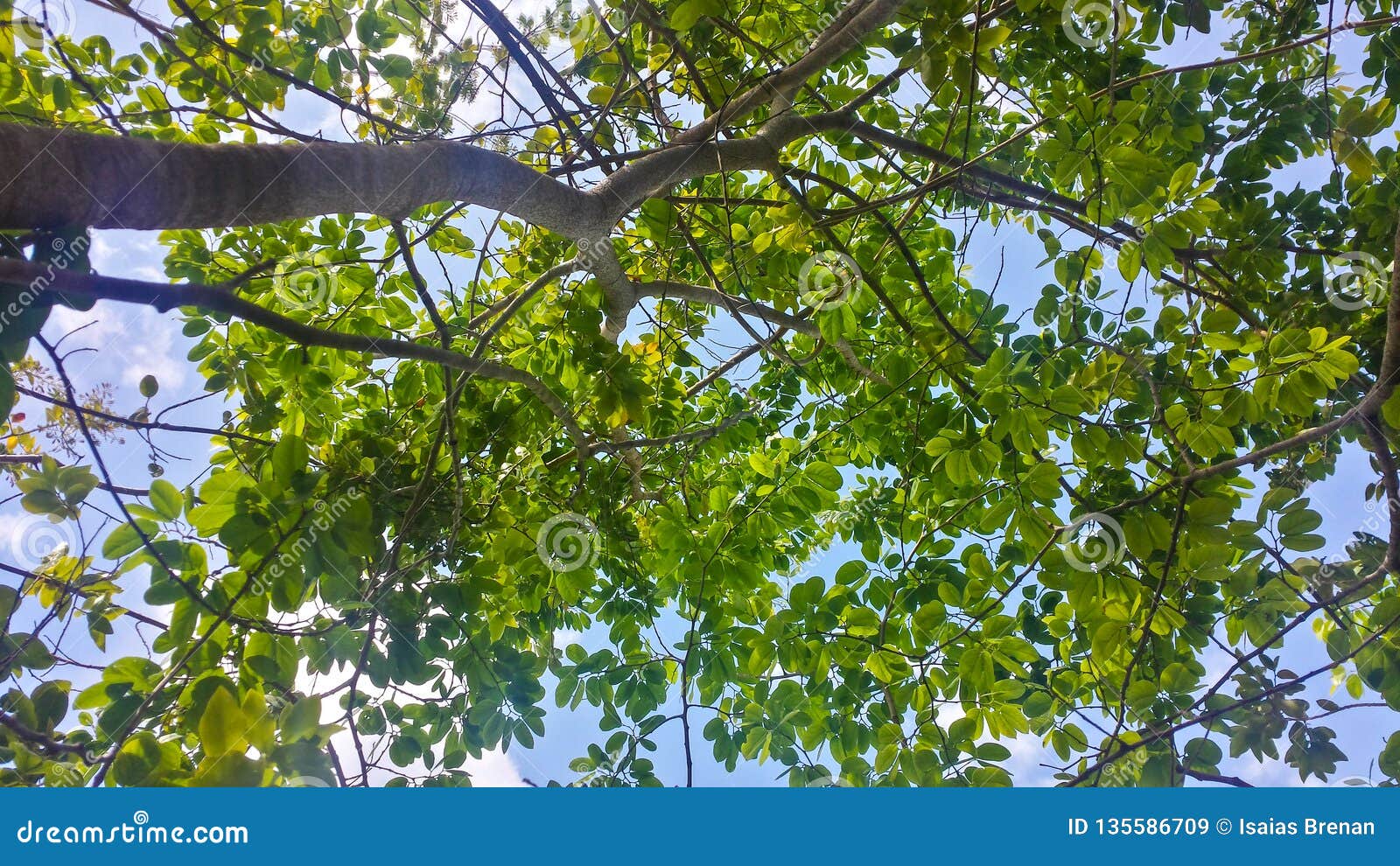 Tall Treetop Inside the Forest Stock Image - Image of nature, inside ...