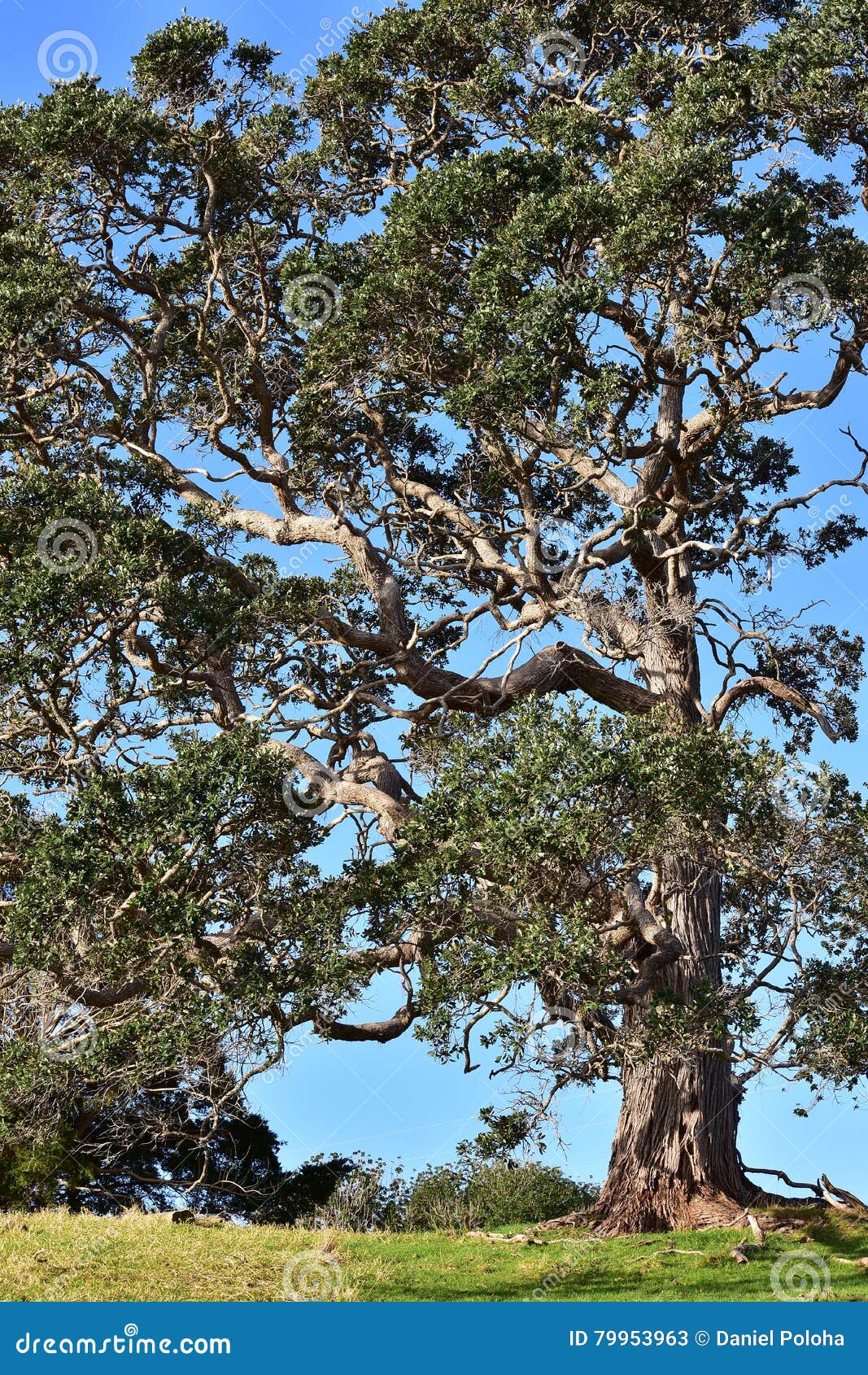 Tall Tree with Curly Branches Stock Image - Image of tree, plant: 79953963