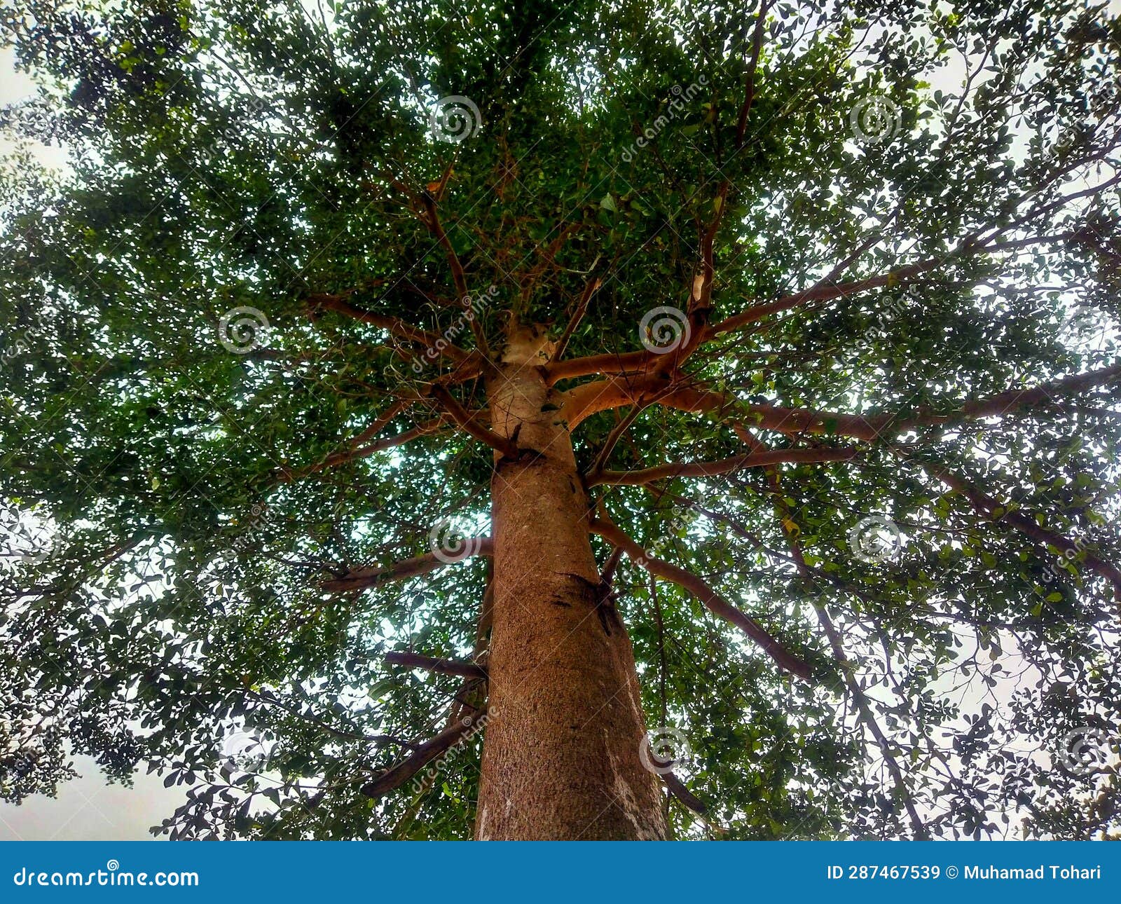 Tall Tree with Dense Leaves Stock Image - Image of natural, thick ...